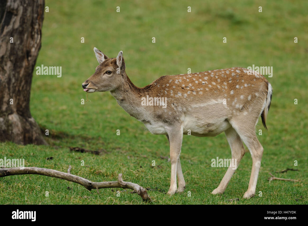 Fallow buck, Cervus dama, hind, side view, stand, meadow, summer Stock ...