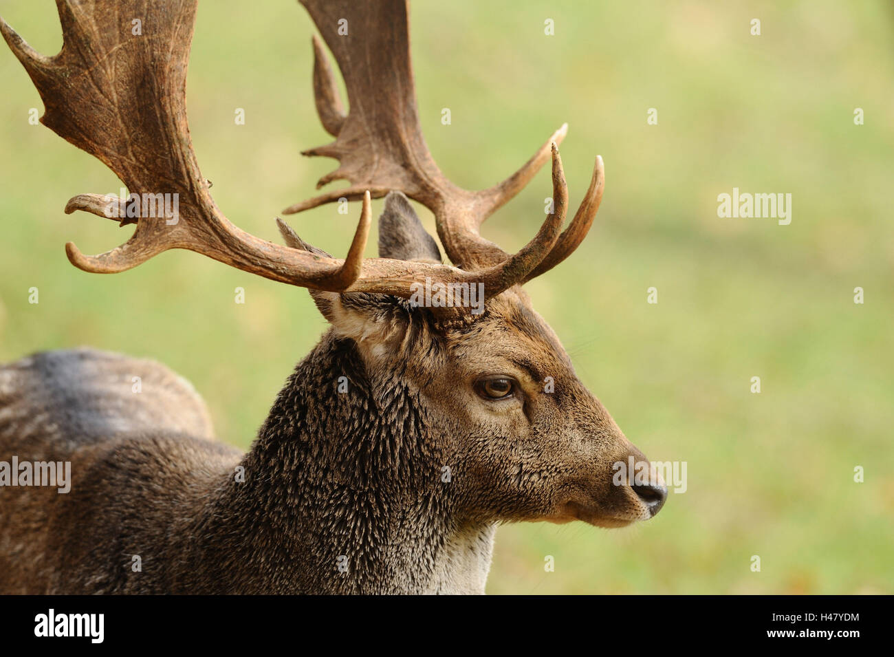 Fallow deer face hi-res stock photography and images - Alamy