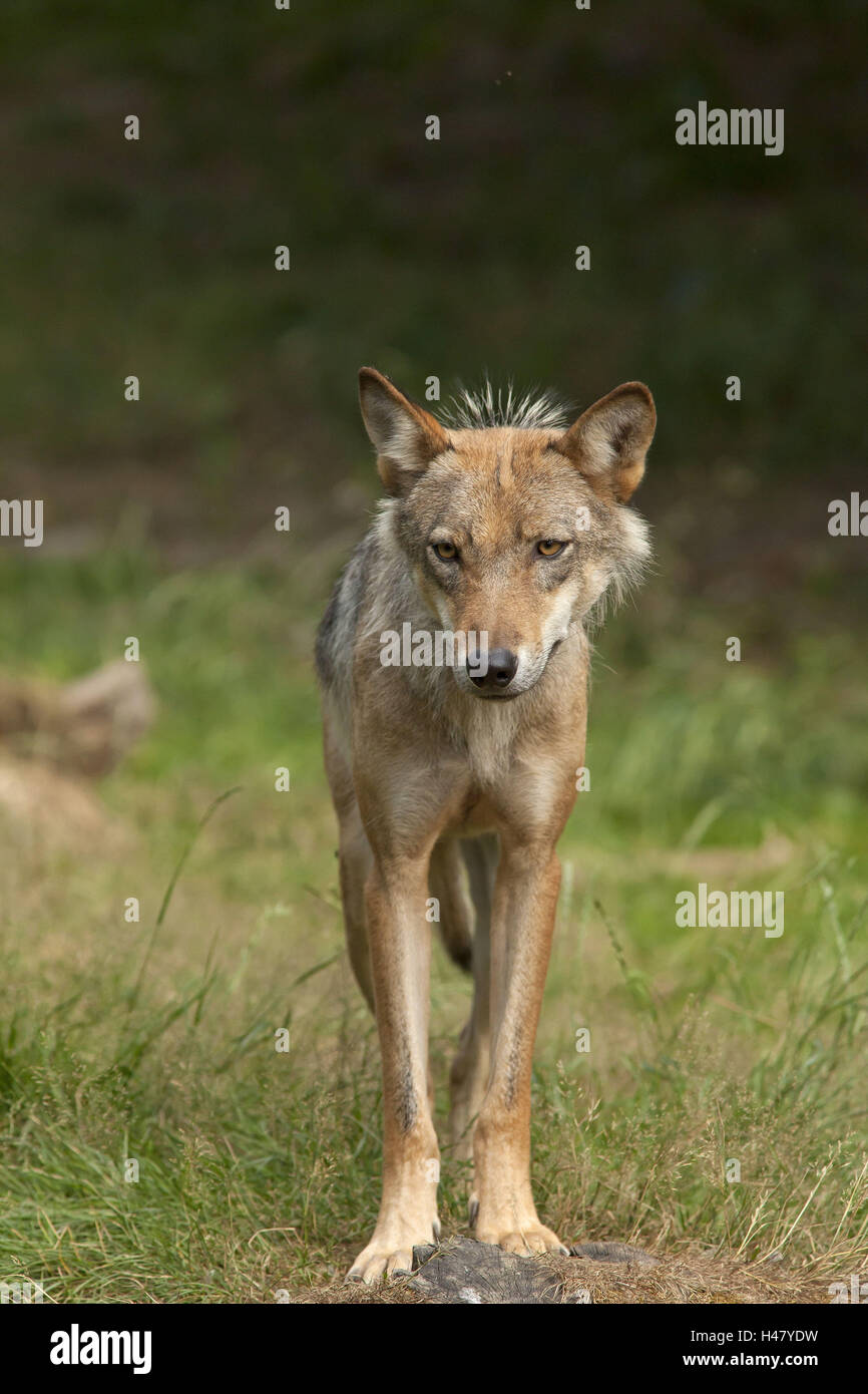 Wolf enclosure hi-res stock photography and images - Alamy
