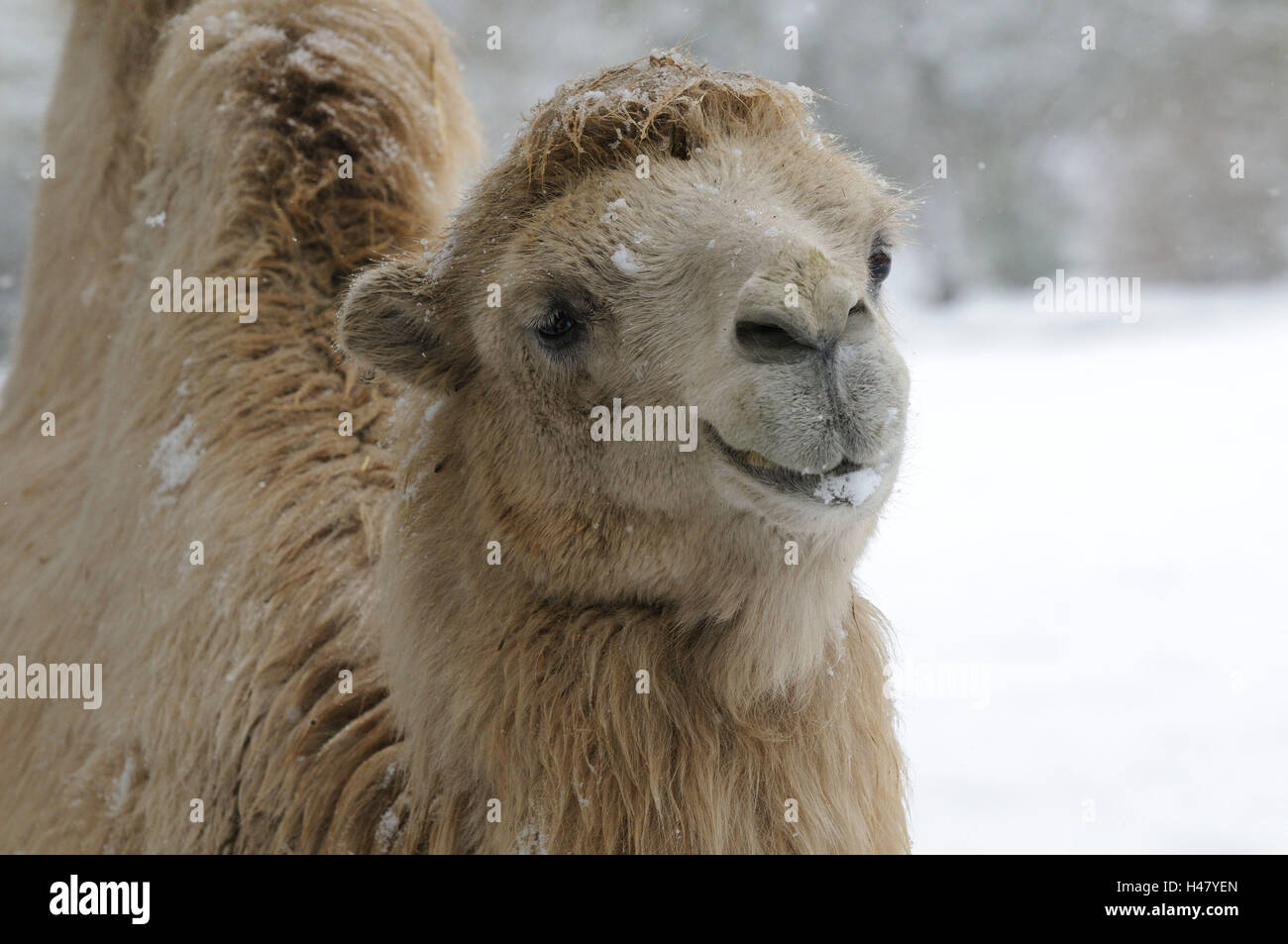 Blockhead animal, Camelus ferus, portrait, head-on, stand, snow, winter ...