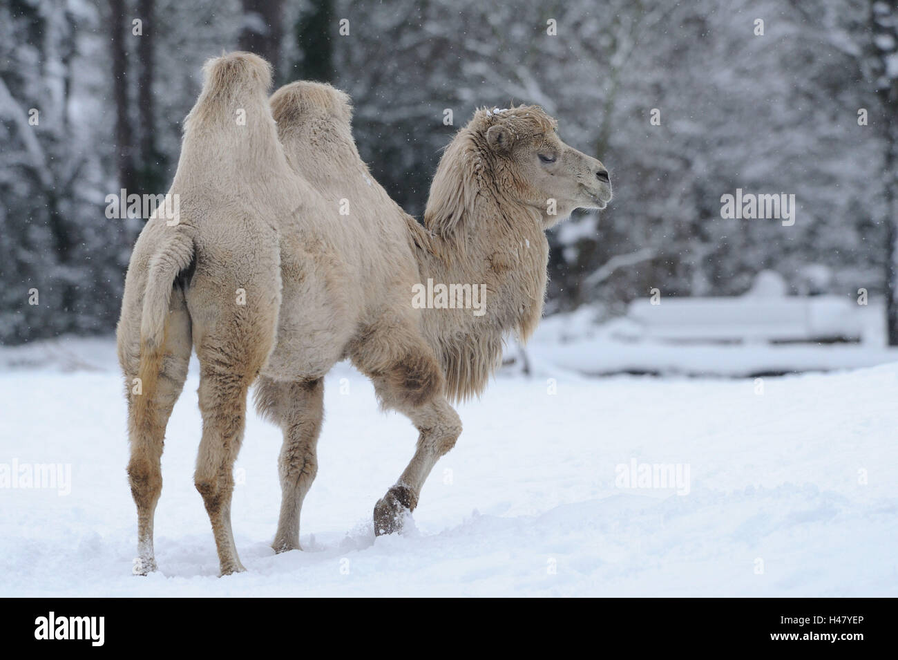 Bactrian camel, Camelus ferus, side view, standing, lifting foot, snow ...
