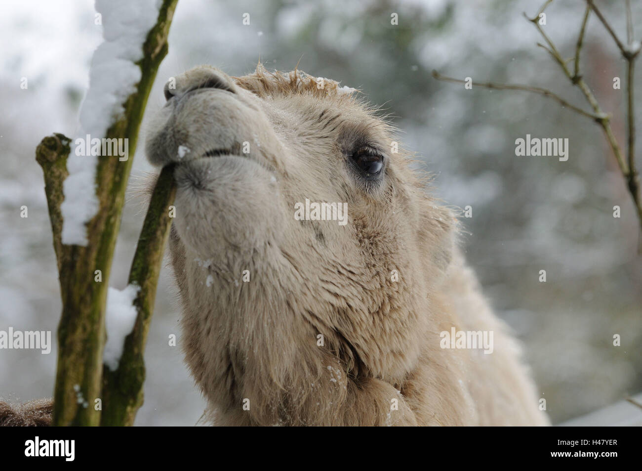Bactrian camel, Camelus ferus, portrait, front view, standing, snow ...