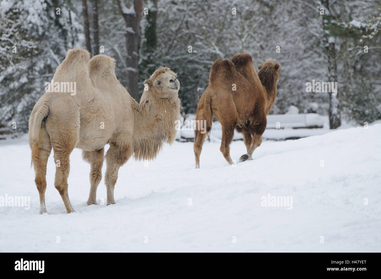 Bactrian camel, Camelus ferus, side view, standing, snow, winter ...