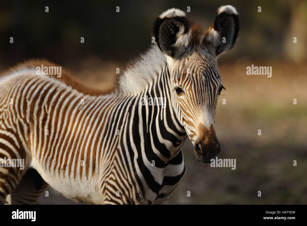 Grevyzebra, Equus grevyi, young animal, portrait, side view, stand ...