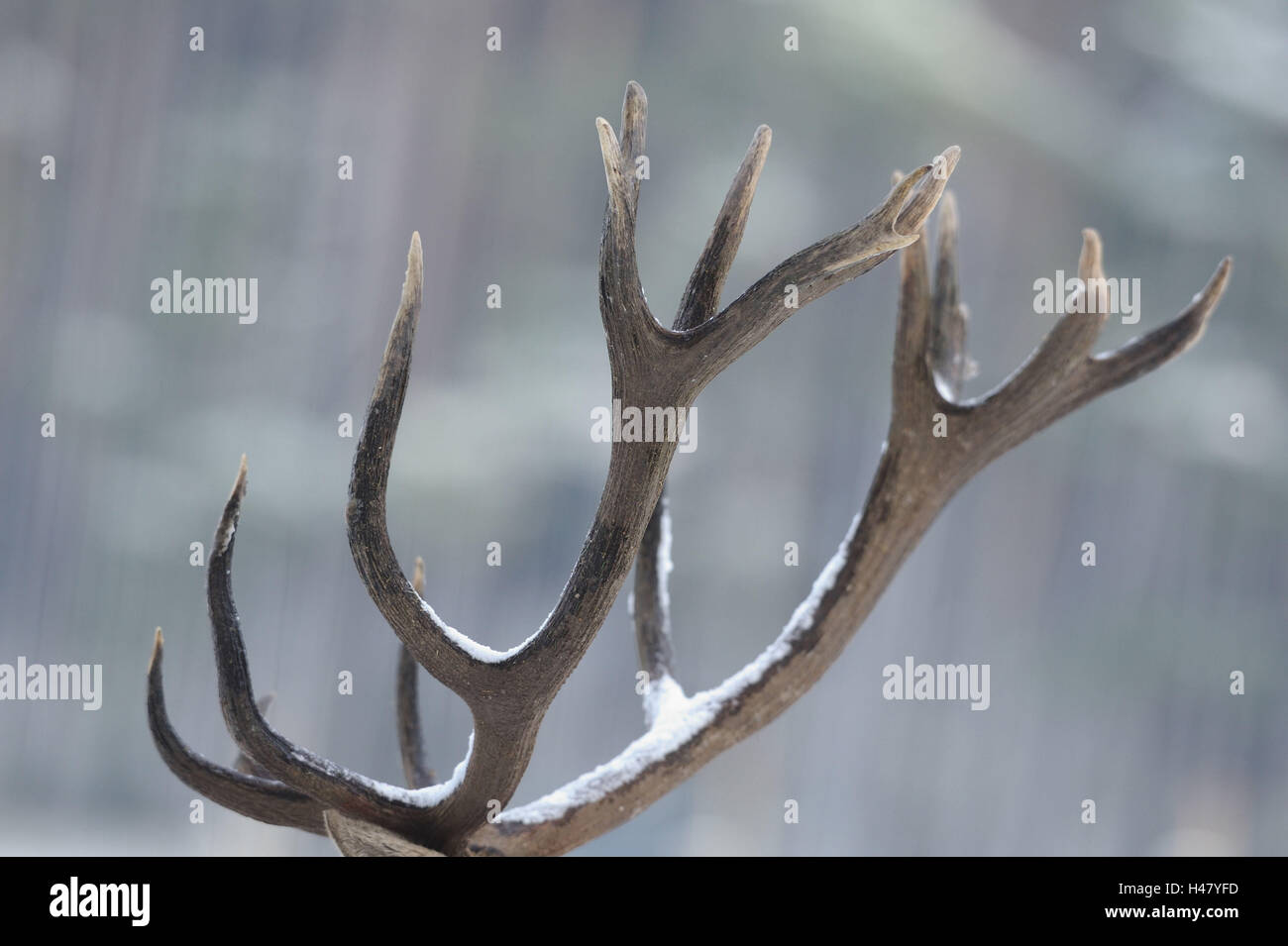 Red deer, Cervus elaphus, antlers, side view, snow, winter Stock Photo ...