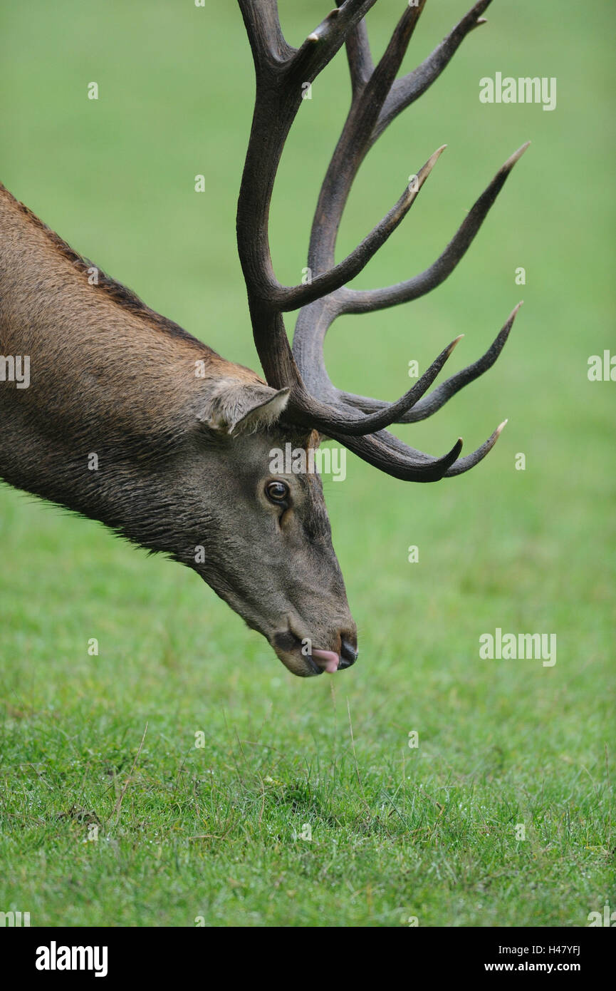 Red deer side view hi-res stock photography and images - Alamy