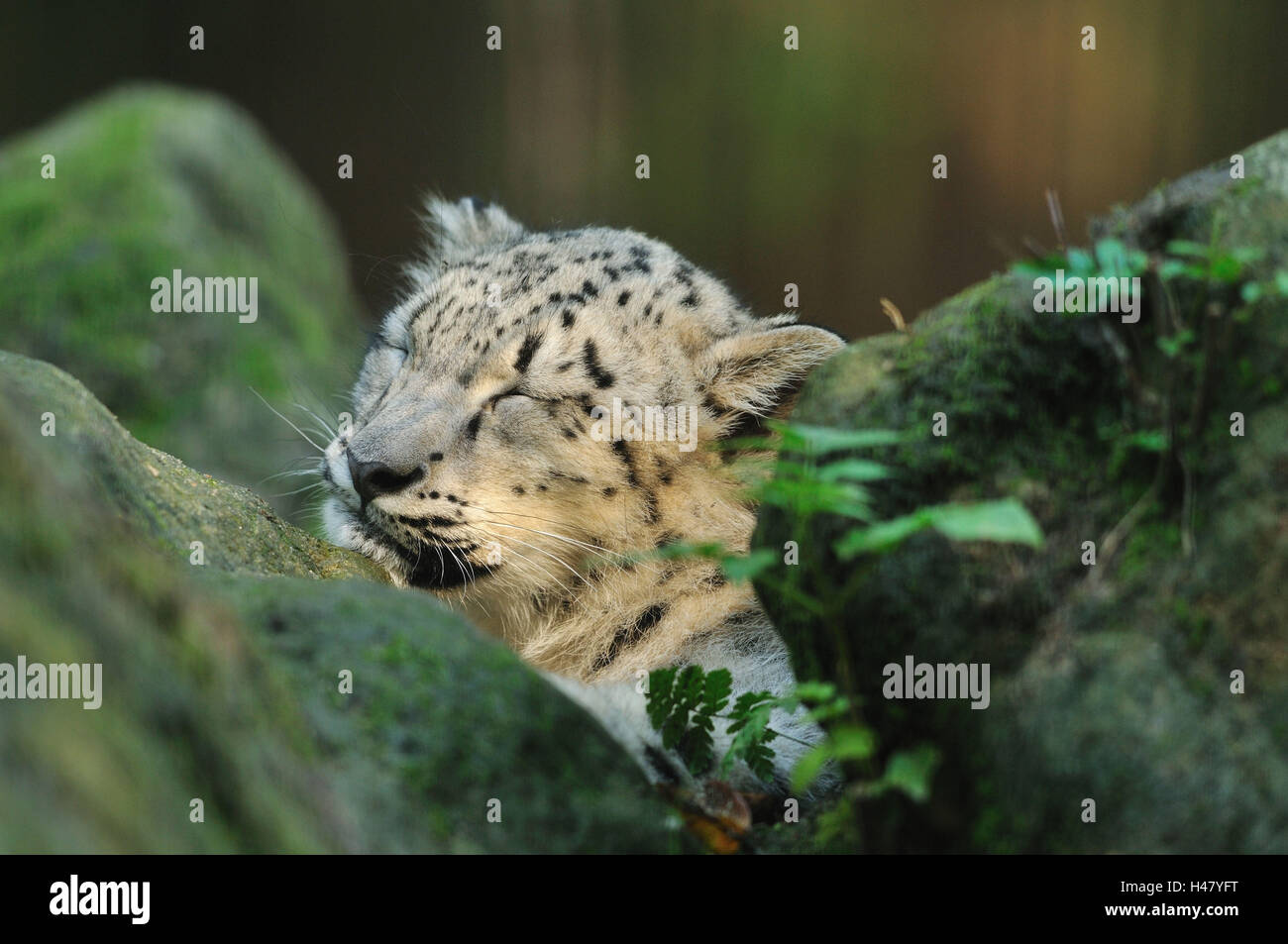 Sleeping snow leopard hi-res stock photography and images - Alamy
