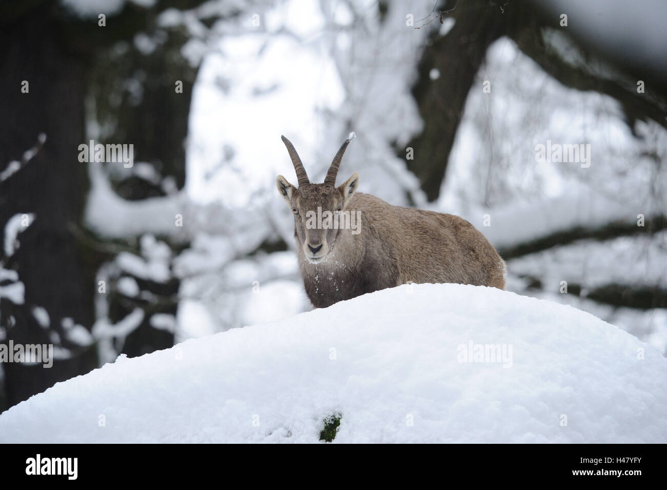 Alpine ibex, Capra ibex, front view, standing, snow, winter, looking at ...