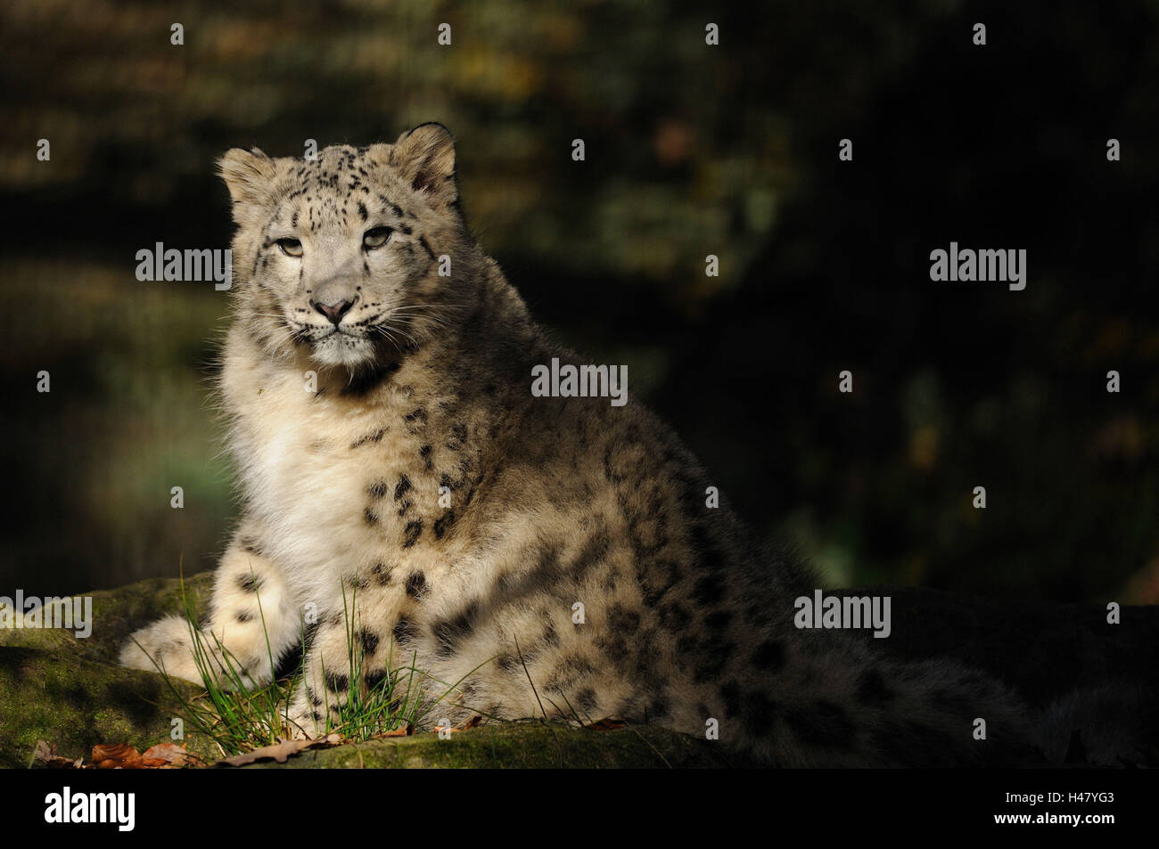 Snow leopard sitting rock hi-res stock photography and images - Alamy