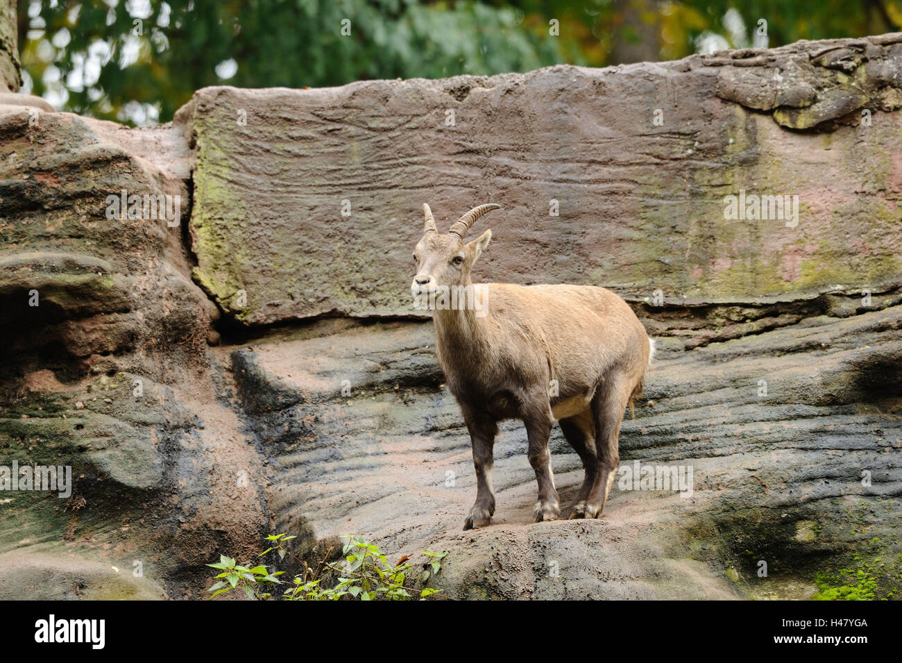 Alpine ibex, Capra ibex, side view, standing, rocks, landscape Stock ...