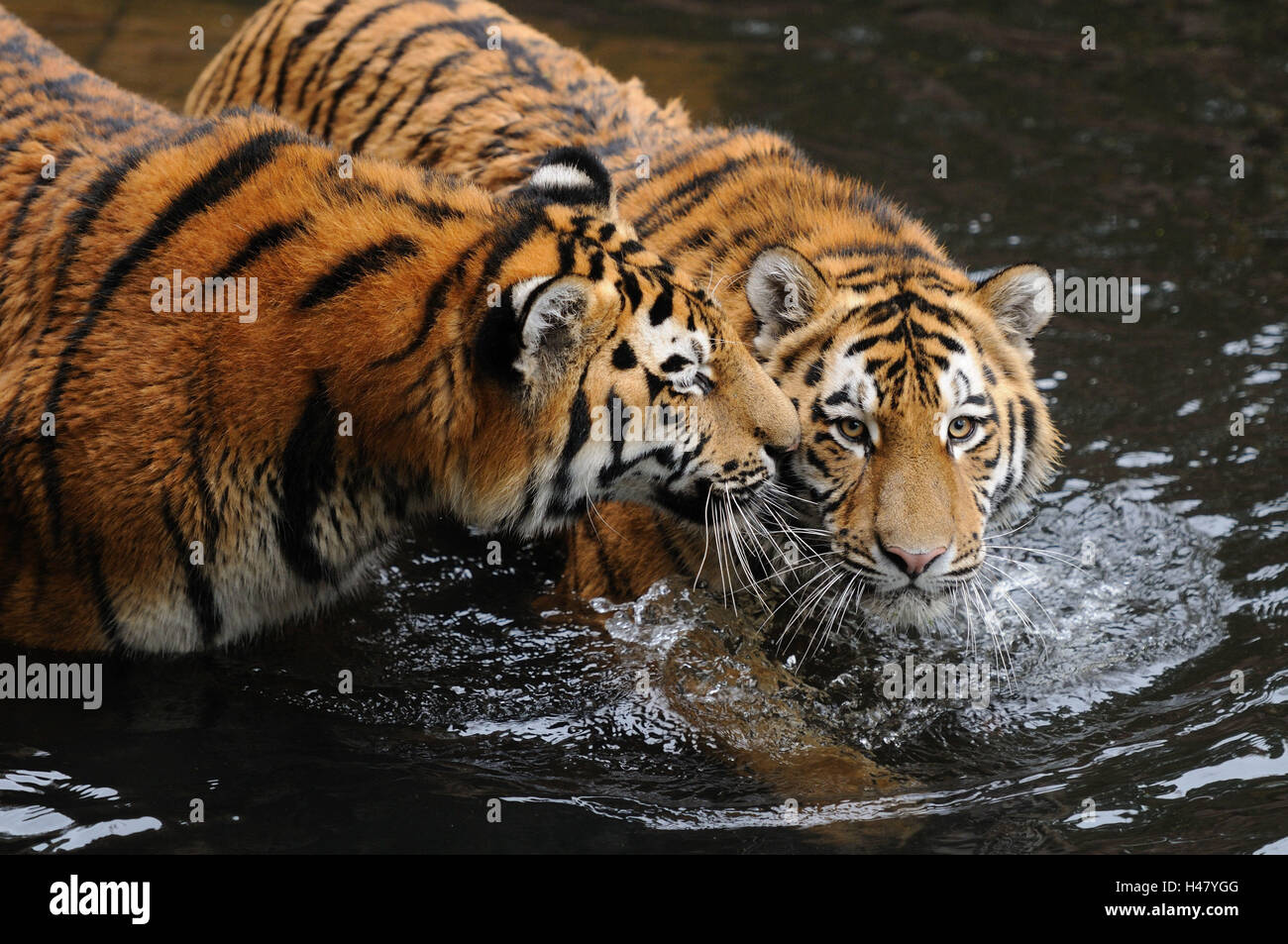Orange Tigers In The Water