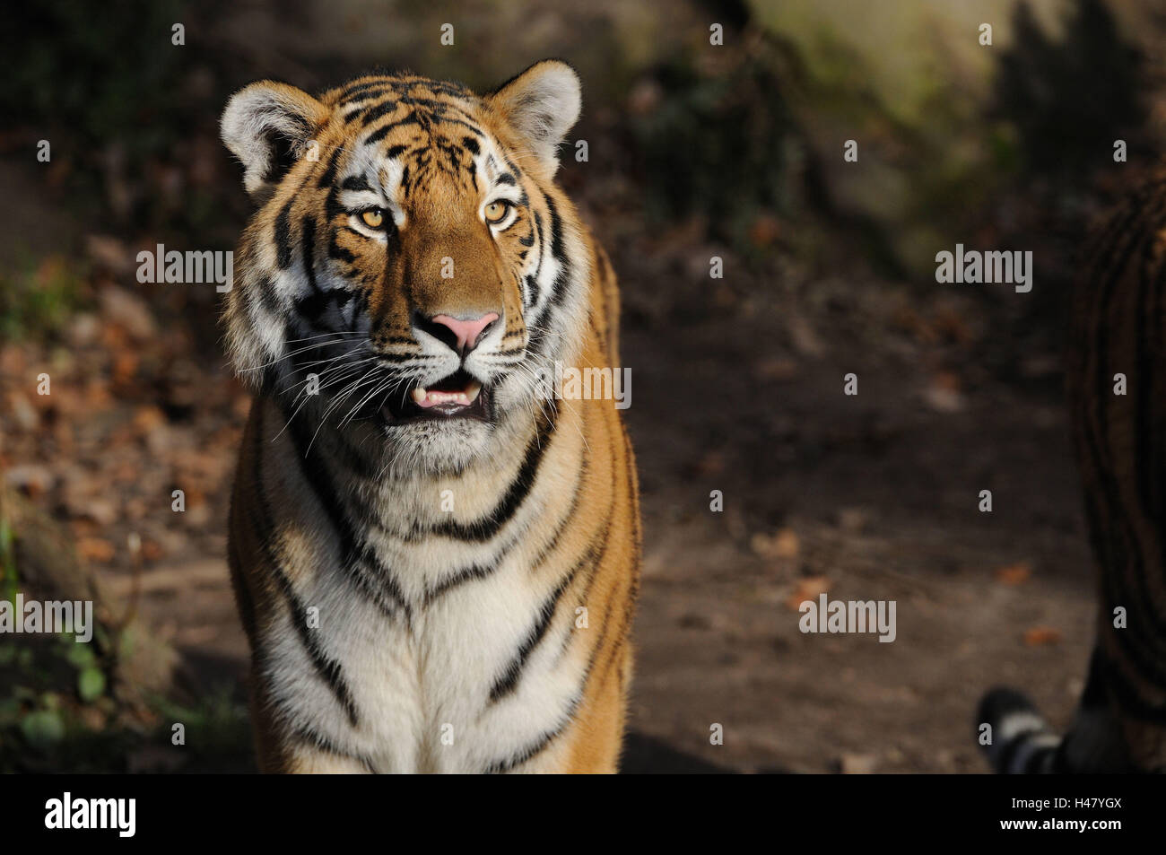 Tiger stand hi-res stock photography and images - Alamy