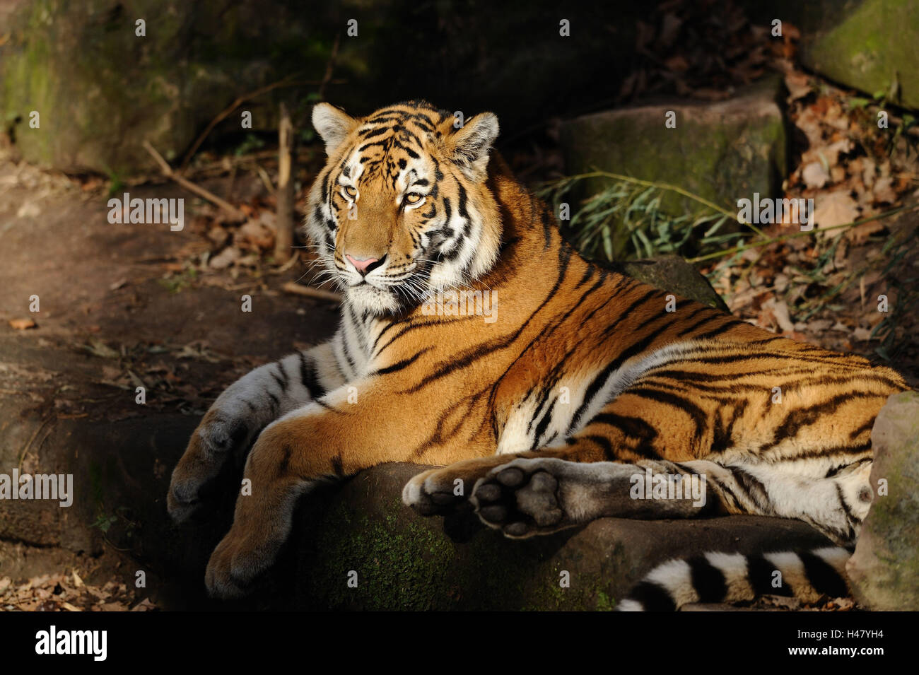Siberian tiger, Panthera tigris altaica, side view, lie, view in the ...