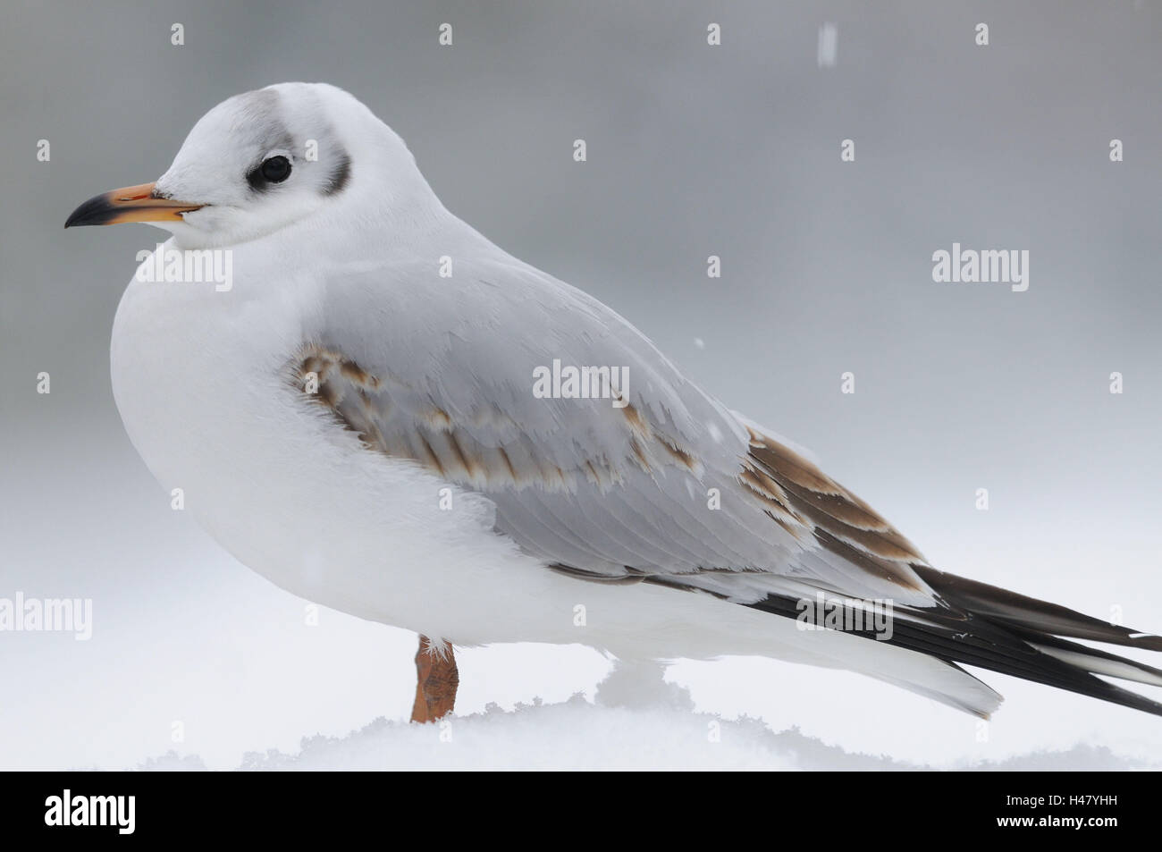 Black-headed gull, Larus ridibundus, side view, snow, winter Stock ...