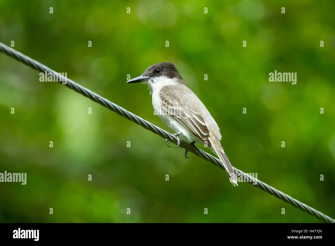 loggerhead kingbird (Tyrannus caudifasciatus) adult perched on ...