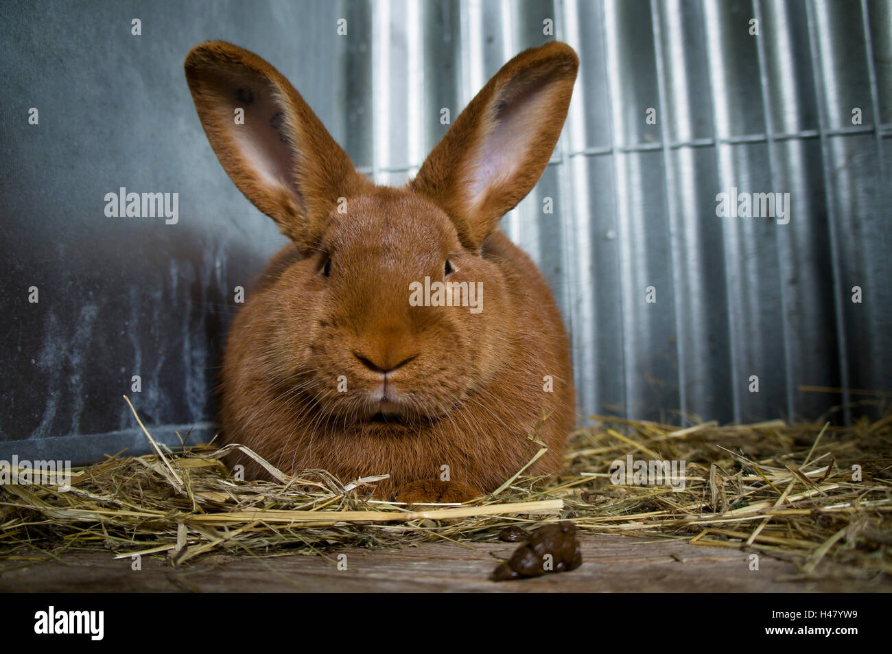 Red Rabbits High Resolution Stock Photography and Images - Alamy