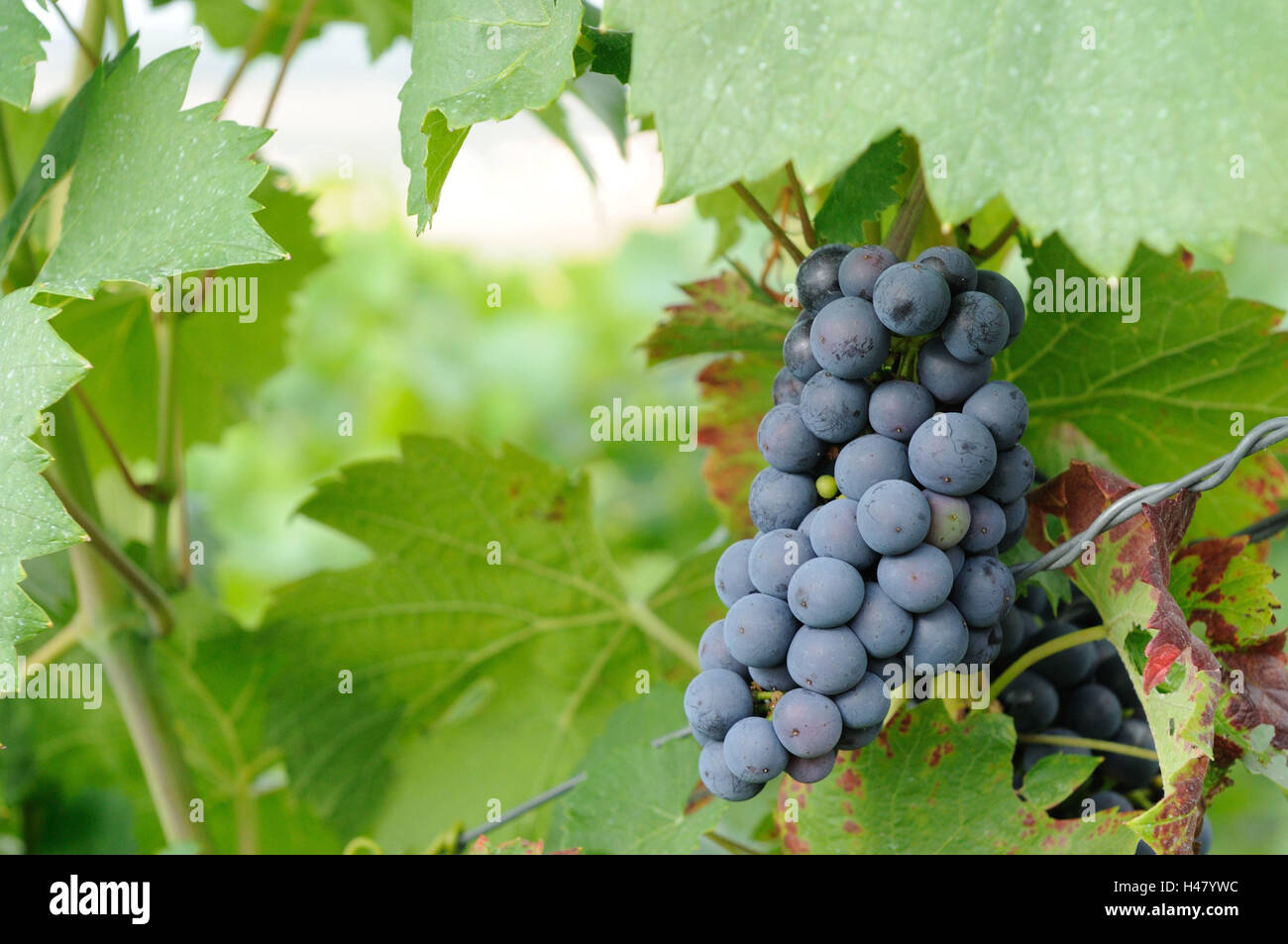 Vines juice hi-res stock photography and images - Alamy