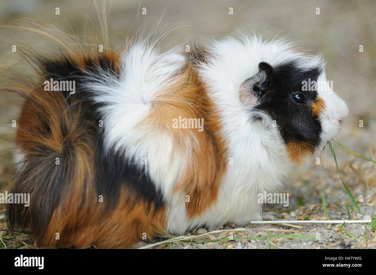 House guinea pigs, Cavia porcellus, side view Stock Photo - Alamy
