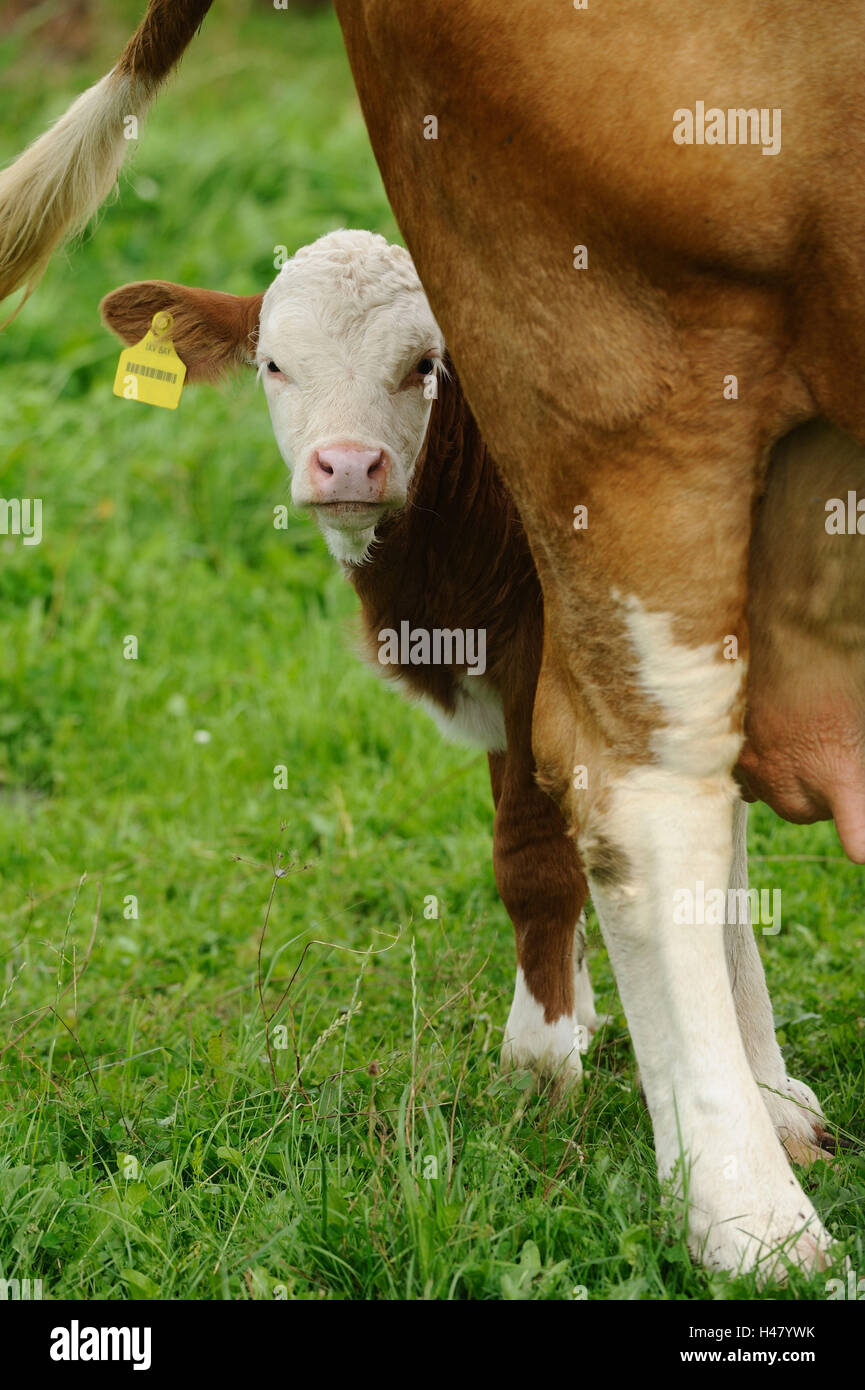 House cattle, Bos primigenius Taurus, cow with calf, meadow, stand ...