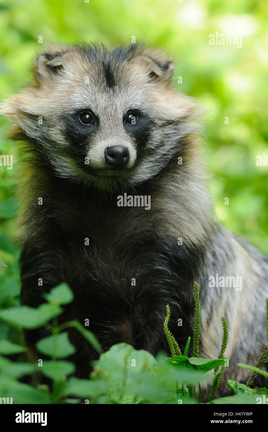 Marten's dog, Nyctereutes procyonoides, sit, head-on, view camera Stock ...