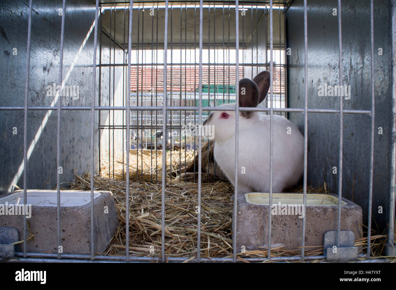Himalayan, the Local Exhibition of Rabbits, Pigeons and Poultry Stock ...