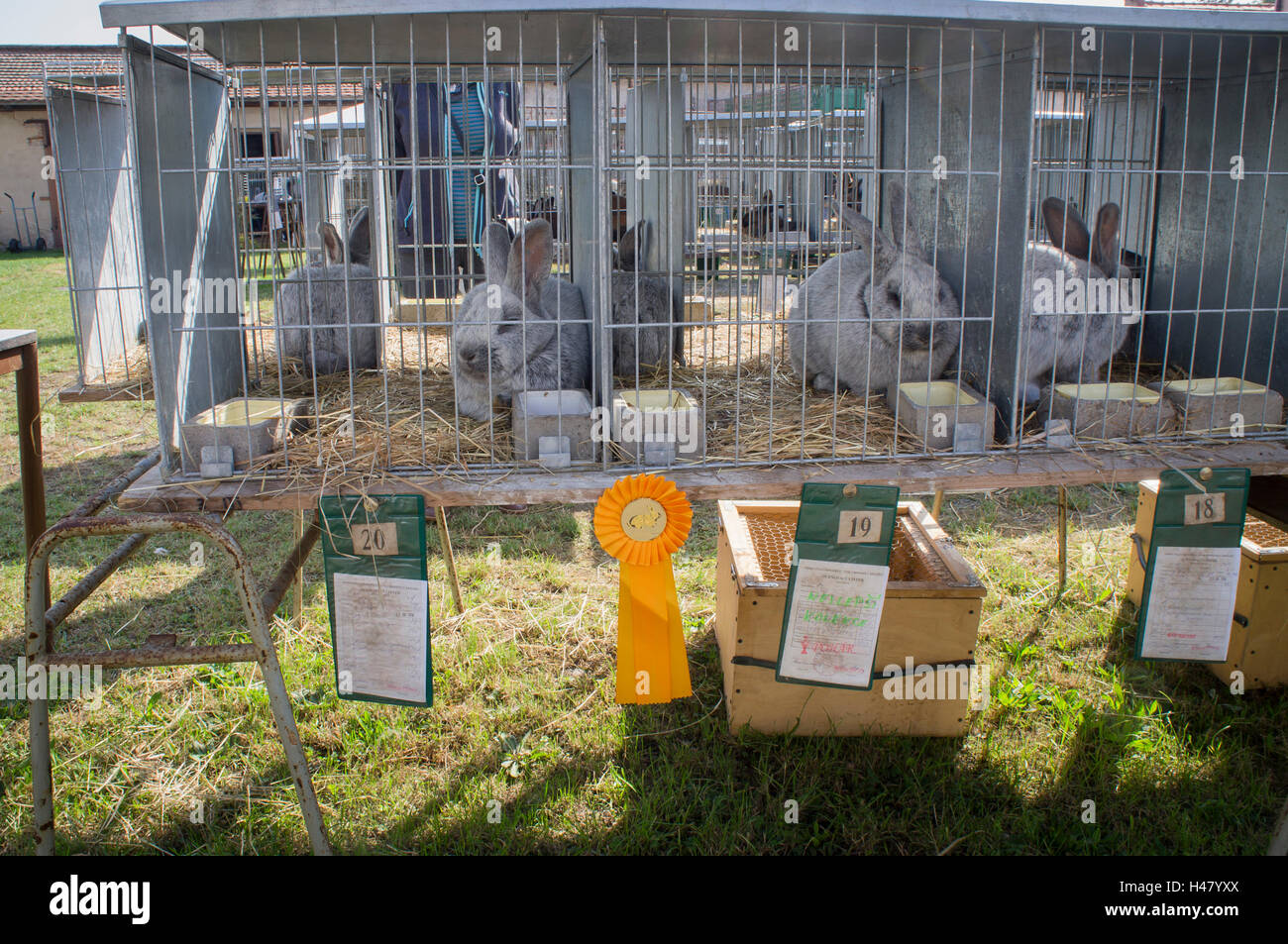 Big Light Silver, the Local Exhibition of Rabbits, Pigeons and Poultry ...