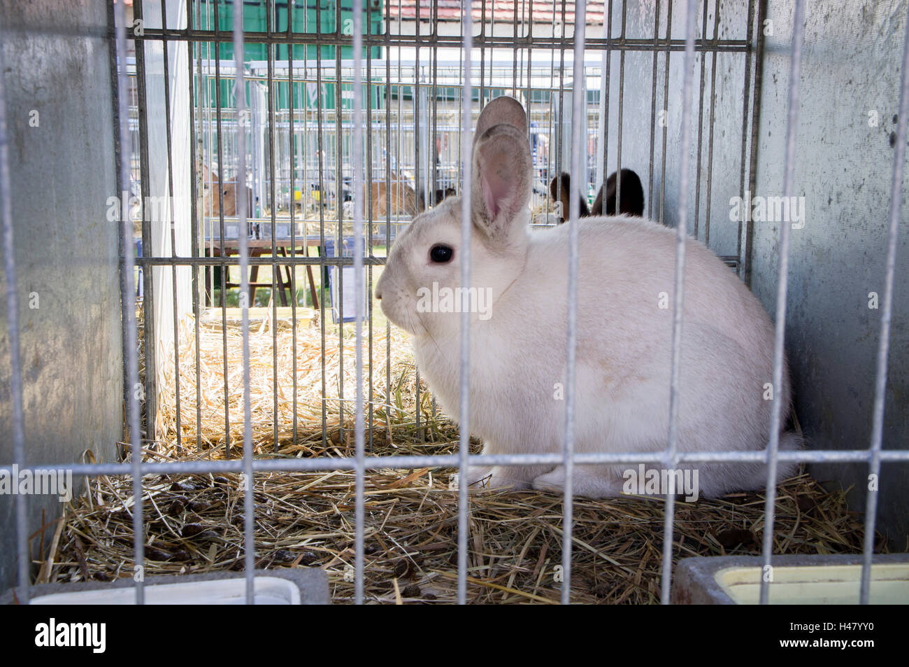 Black guards hair Rabbit, the Local Exhibition of Rabbits, Pigeons and ...