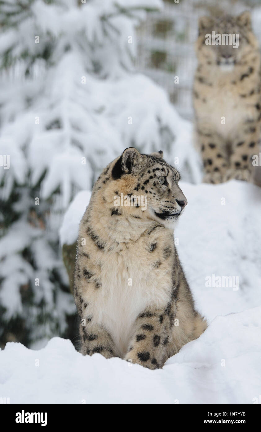 Snow leopard, Uncia uncia, sit, view side view Stock Photo - Alamy