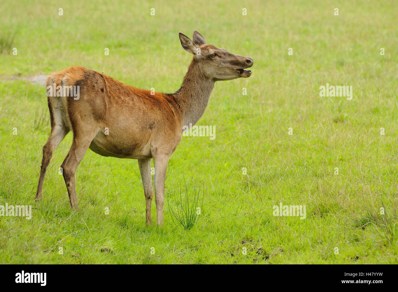 Red deer, Cervus elaphus, hind, meadow, stand, side view Stock Photo ...
