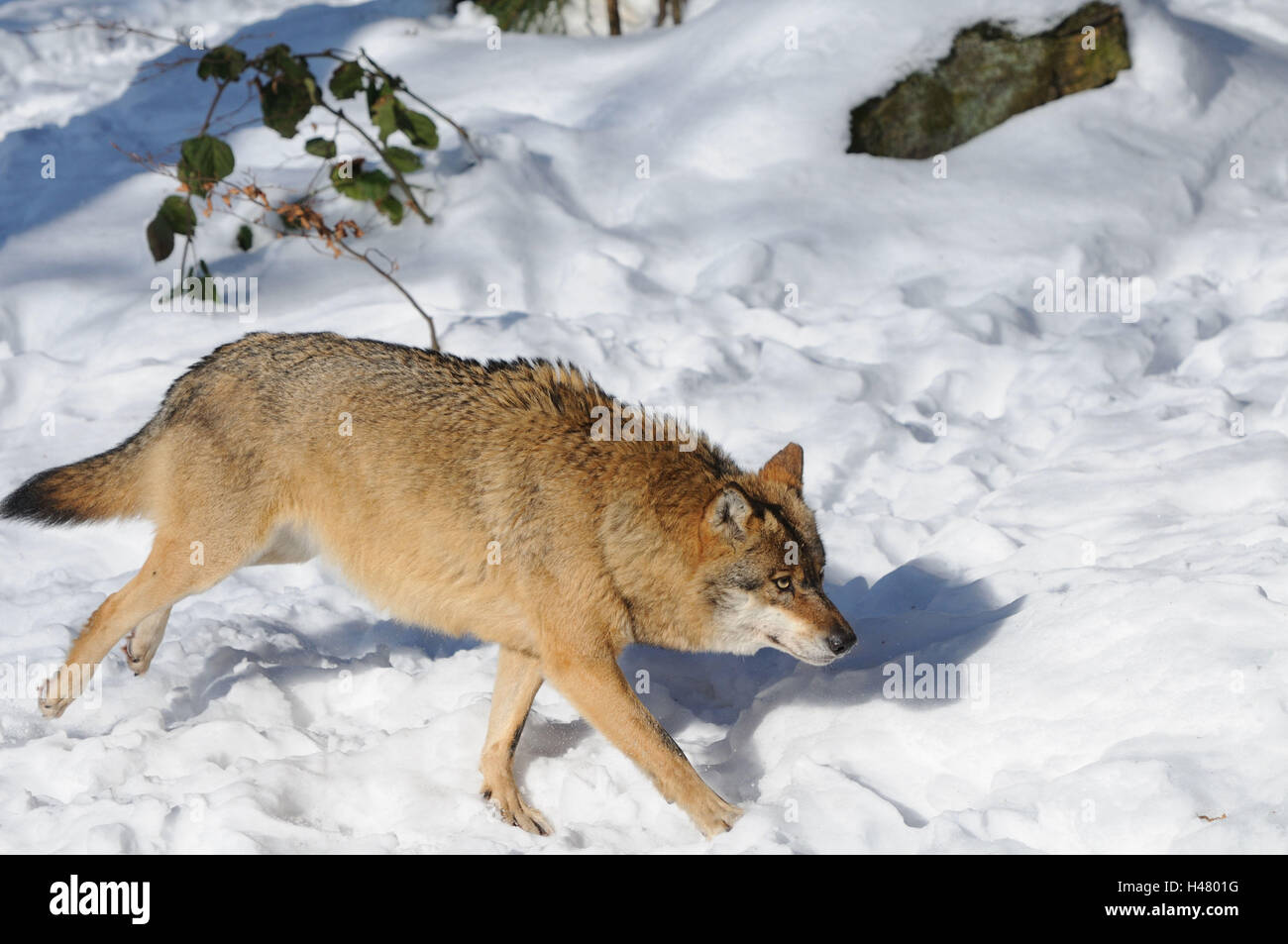Gray Wolf Running Side View