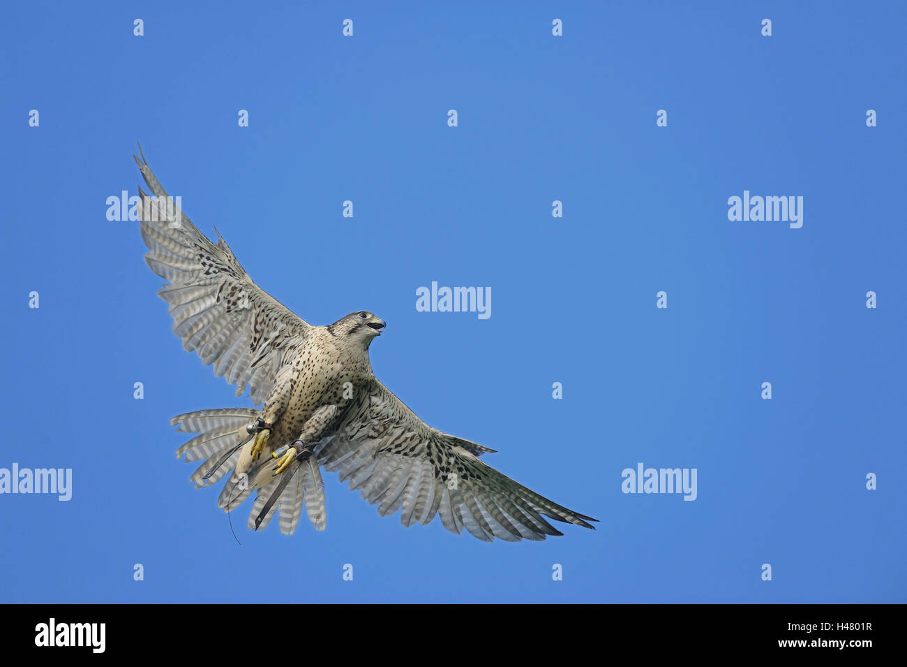 Peregrine falcon, Falco peregrinus, in the flight Stock Photo - Alamy
