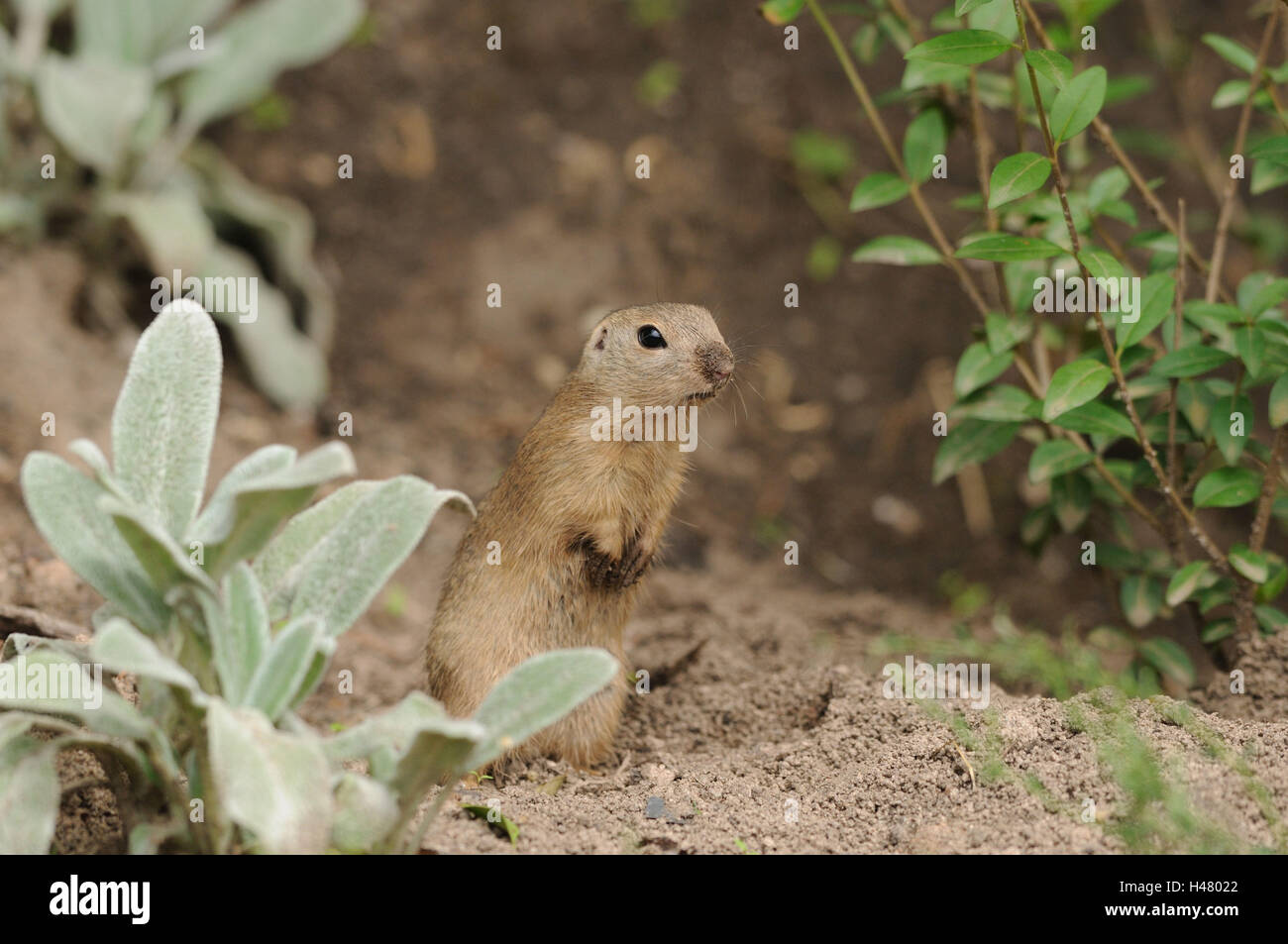 European Ziesel, Spermophilus citellus, stand, side view Stock Photo ...
