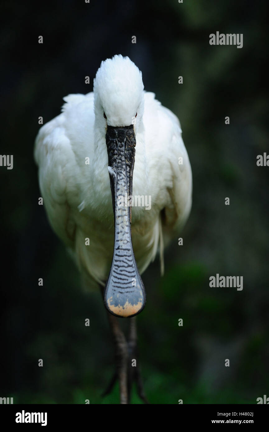 Eurasian spoonbill, Platalea leucorodia, standing, front view, looking ...