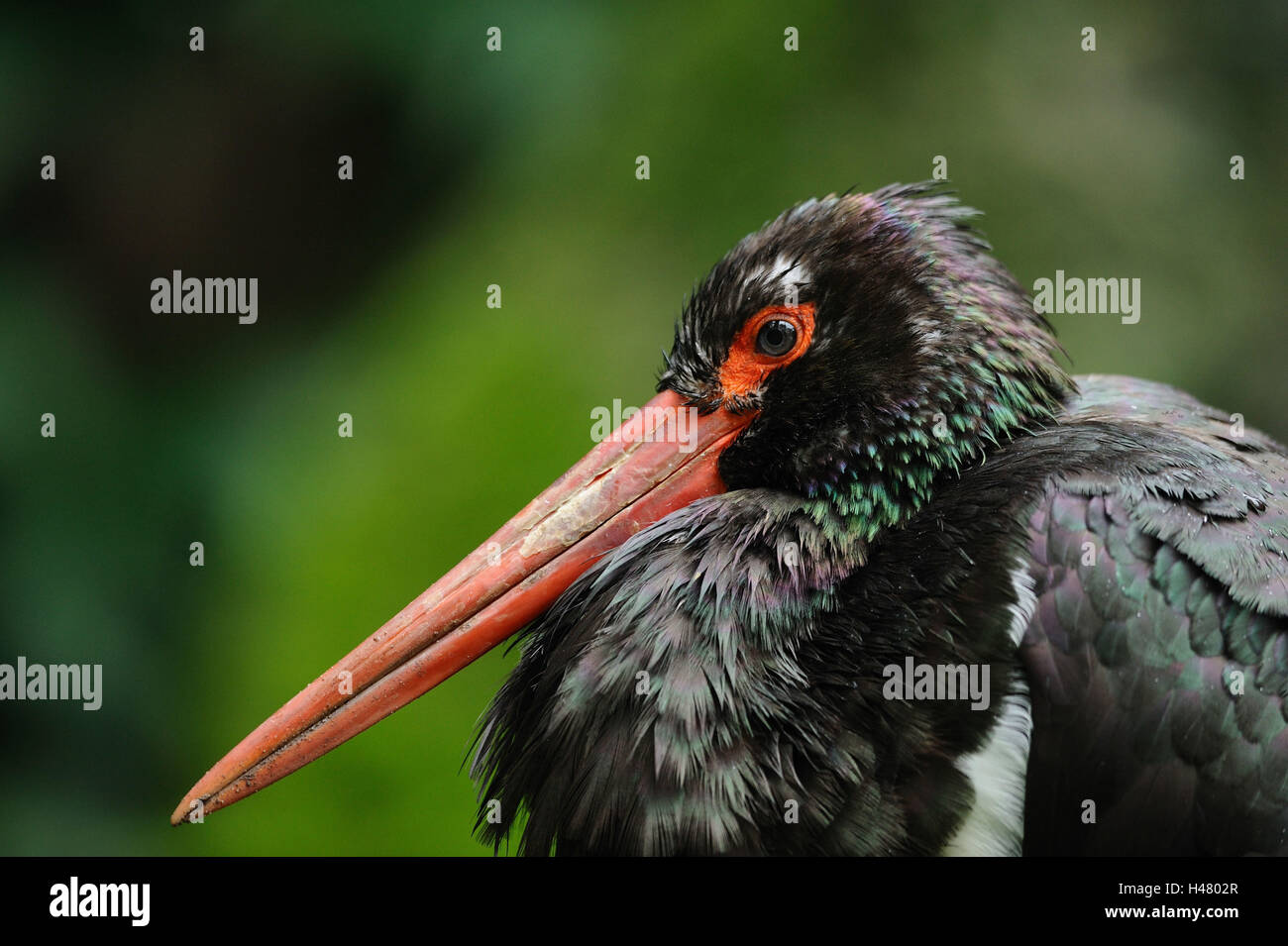 Black stork, Ciconia nigra, portrait, side view Stock Photo - Alamy