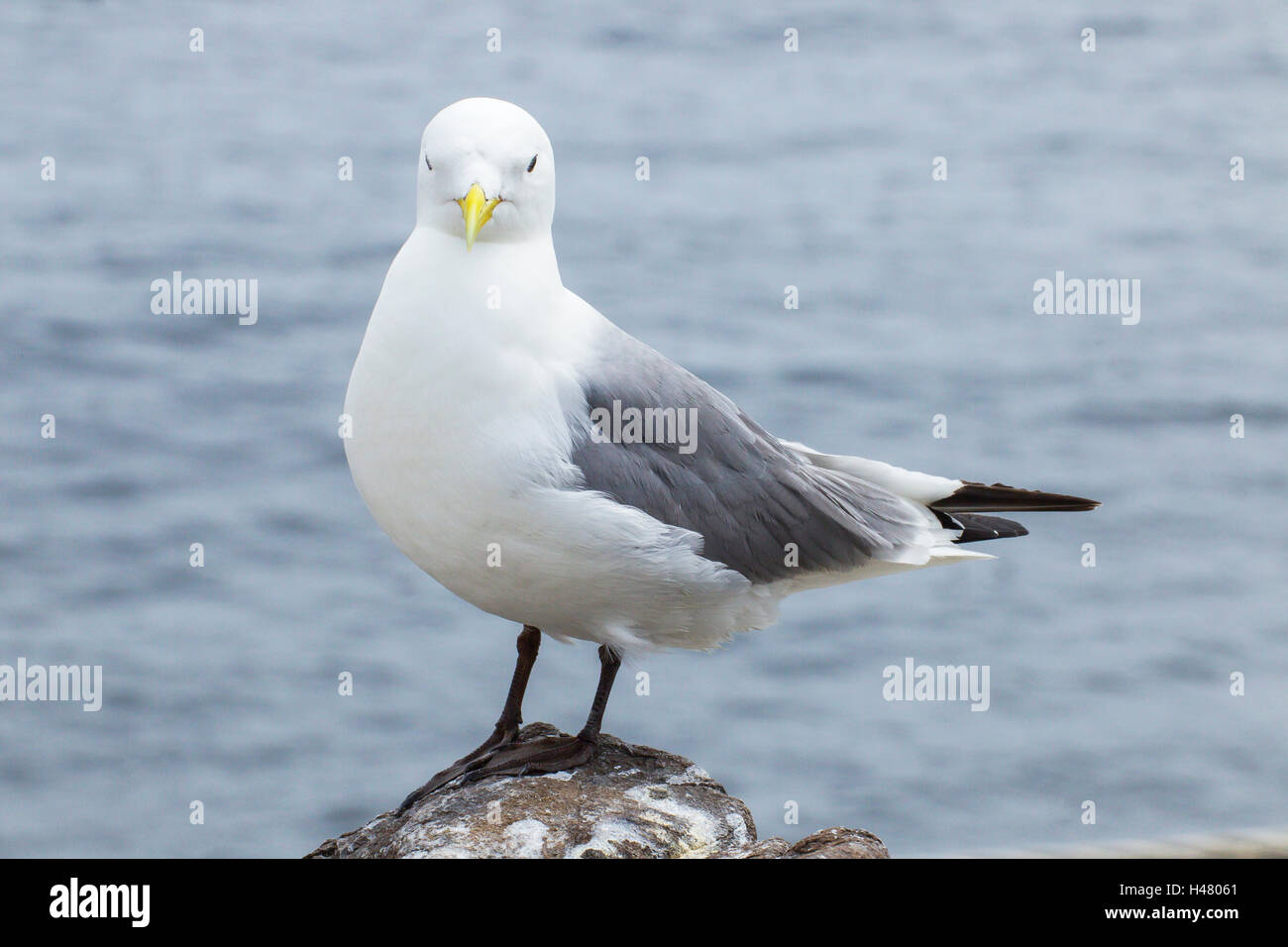 Tridactyl hi-res stock photography and images - Alamy