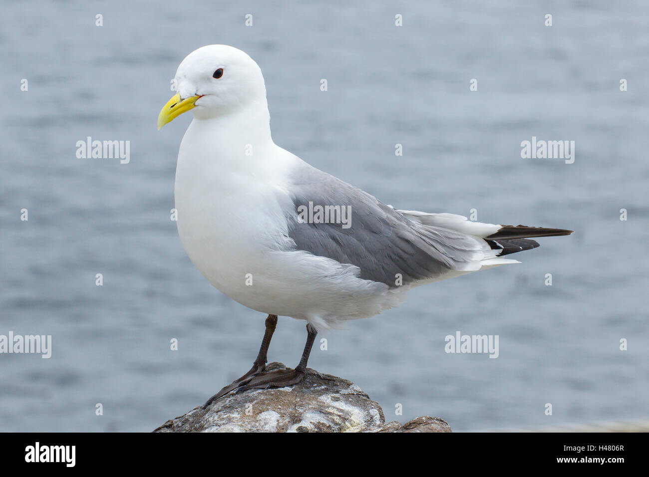 Tridactyl hi-res stock photography and images - Alamy