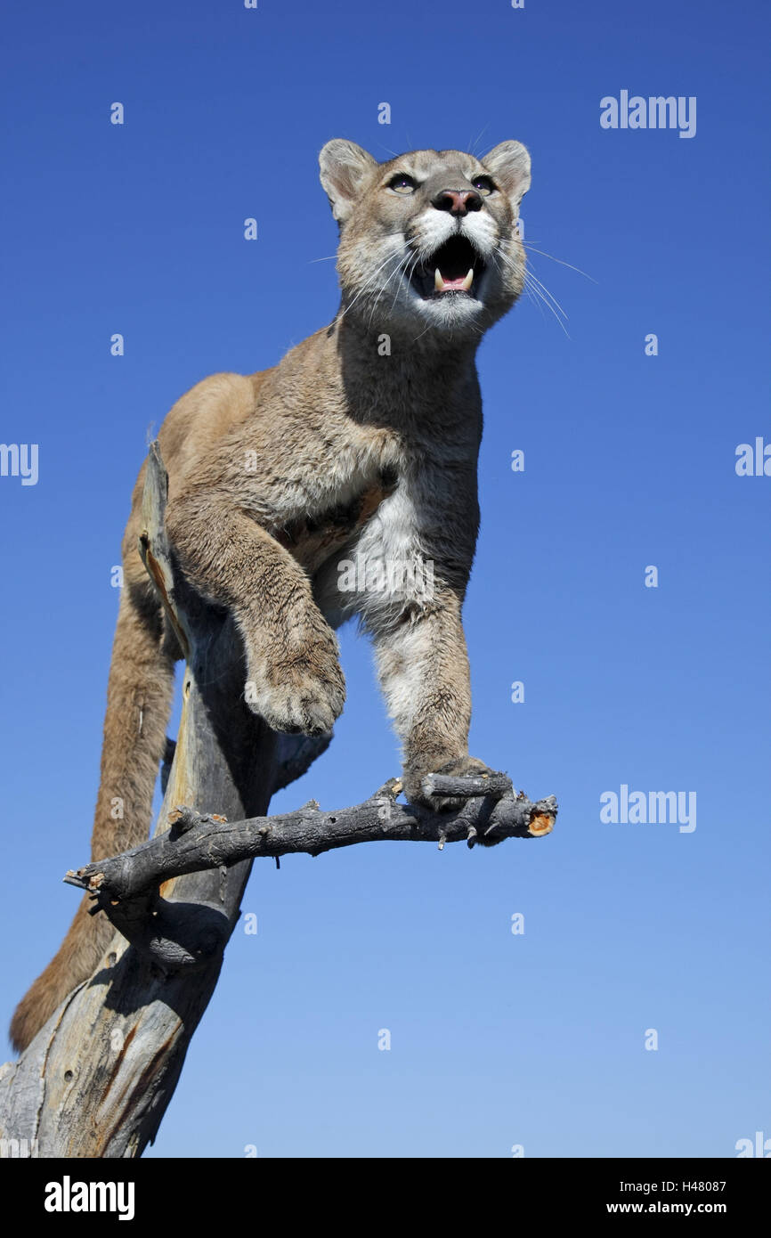 Puma, Felis concolor, tree, Minnesota, the USA Stock Photo - Alamy