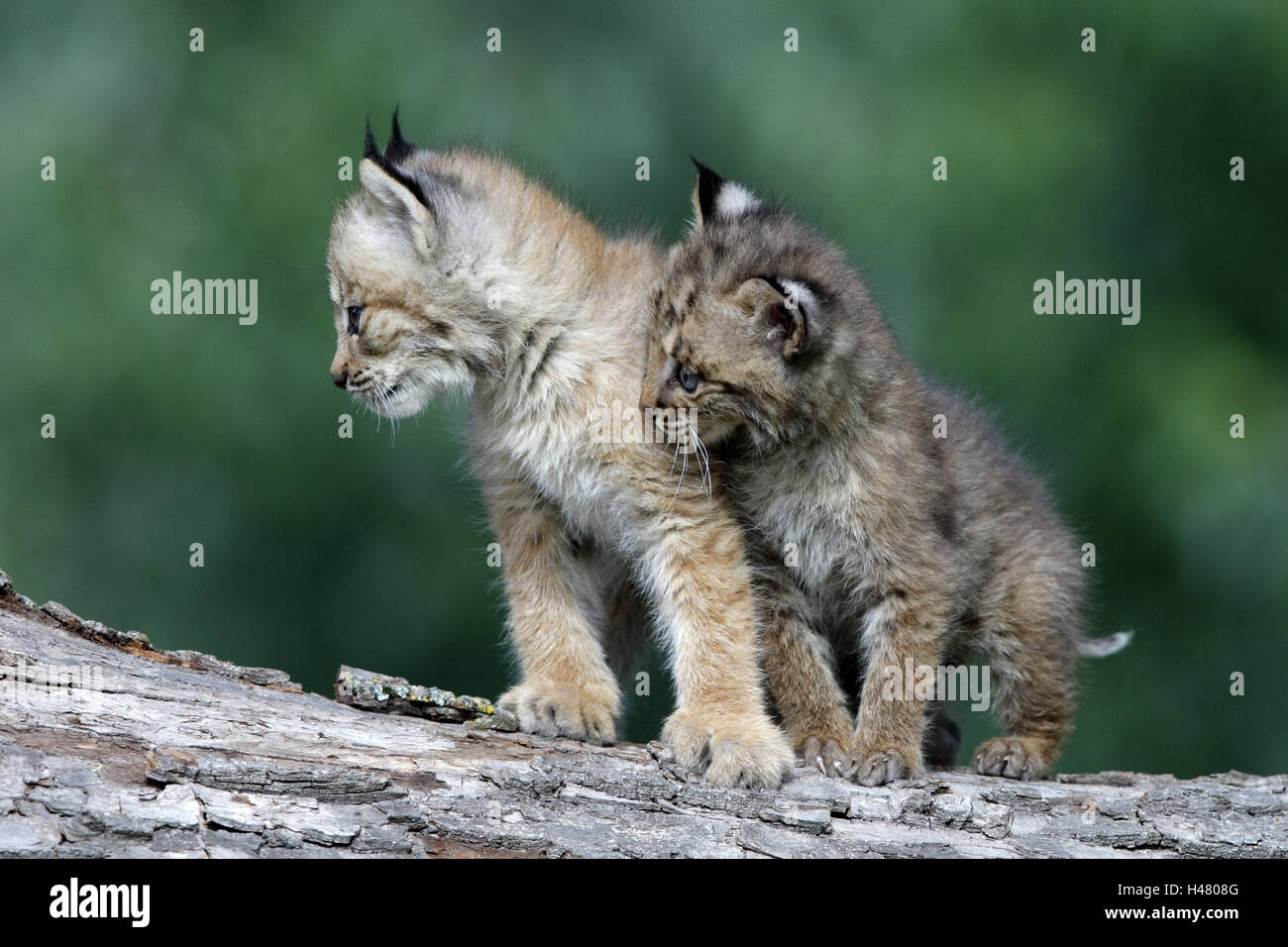 Rufus canadensis hi-res stock photography and images - Alamy