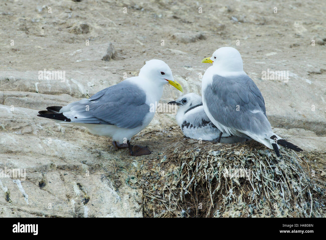 Tridactyl hi-res stock photography and images - Alamy