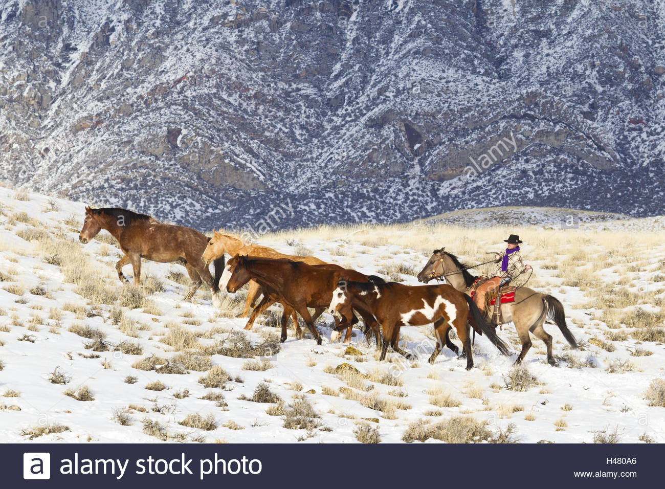 Cowboy Driving Horses Stock Photos & Cowboy Driving Horses Stock Images ...