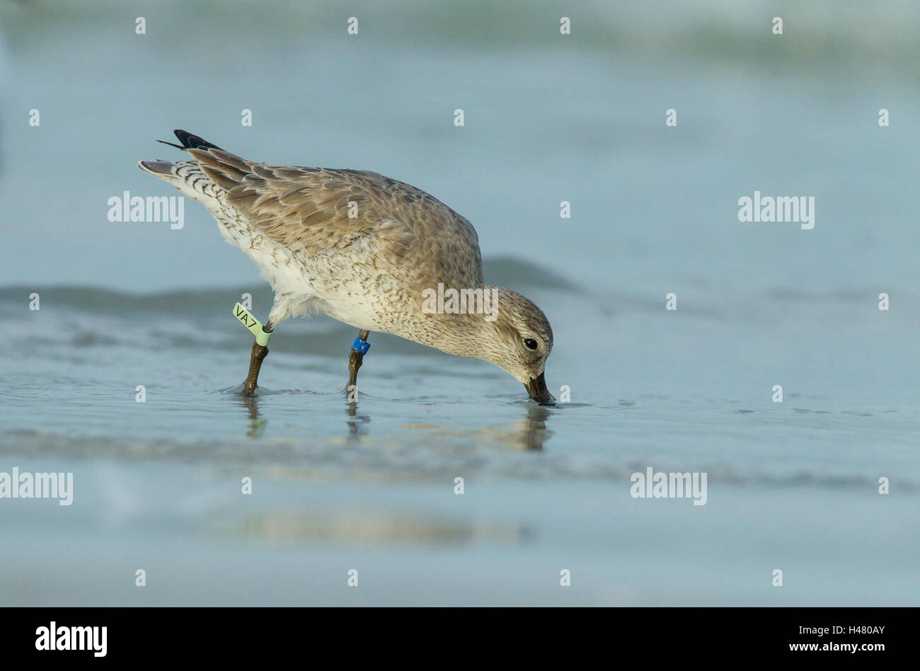 red knot (Calidris canutus) juvenile with scientific leg tags for ...