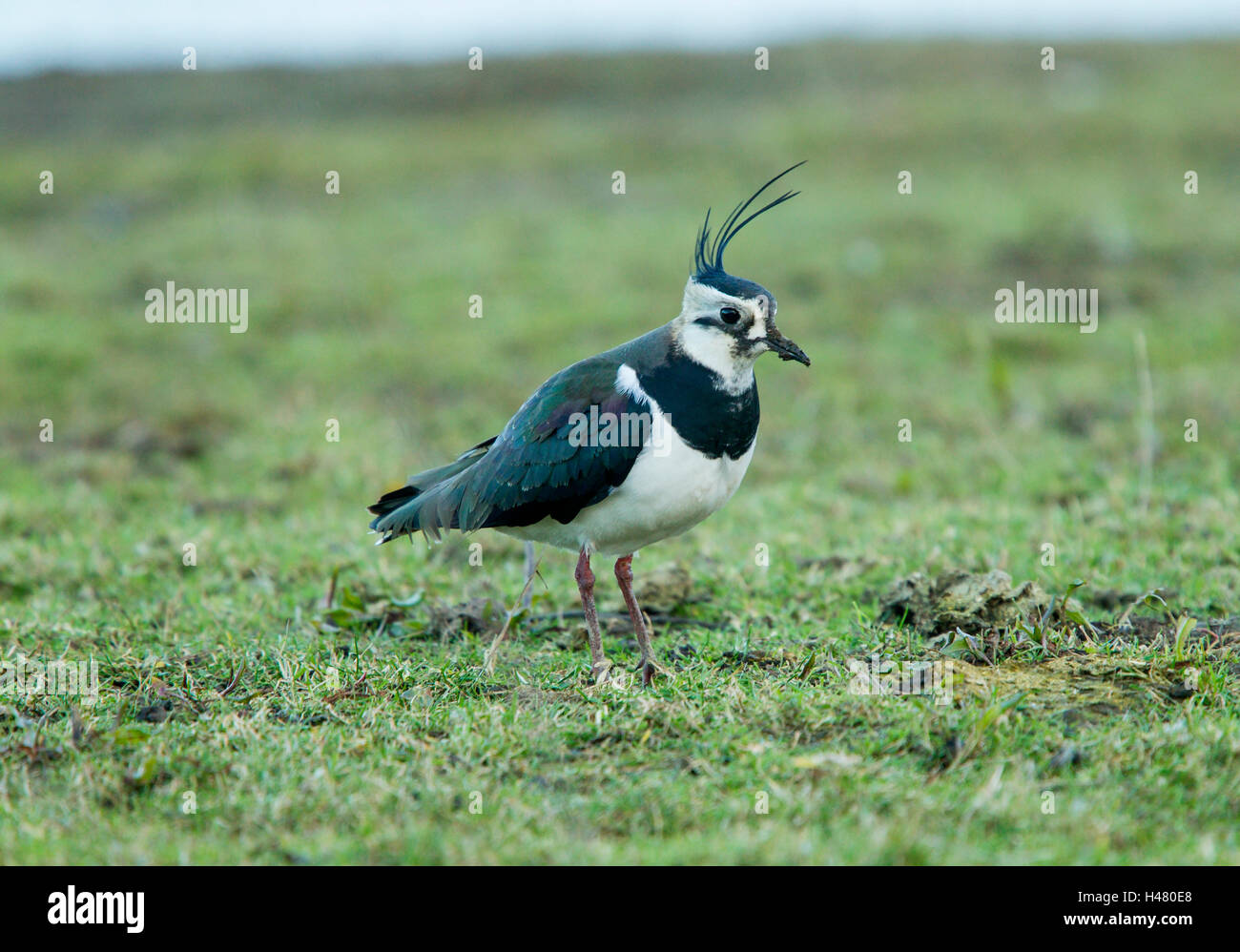 Lapwing flying field hi-res stock photography and images - Alamy