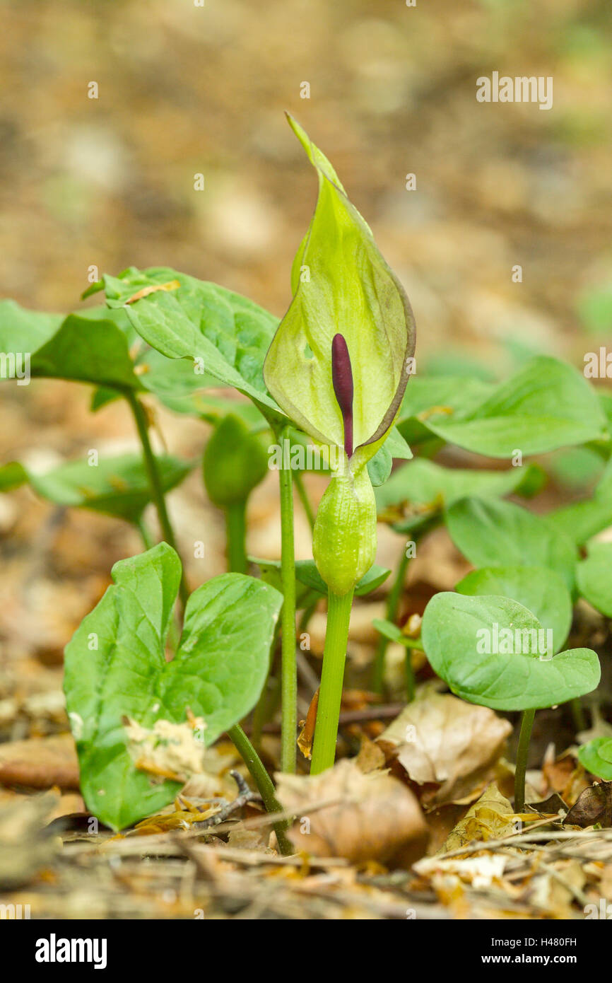 wild arum (Arum maculatum) flower growing in hedgerow, Norfolk, England ...