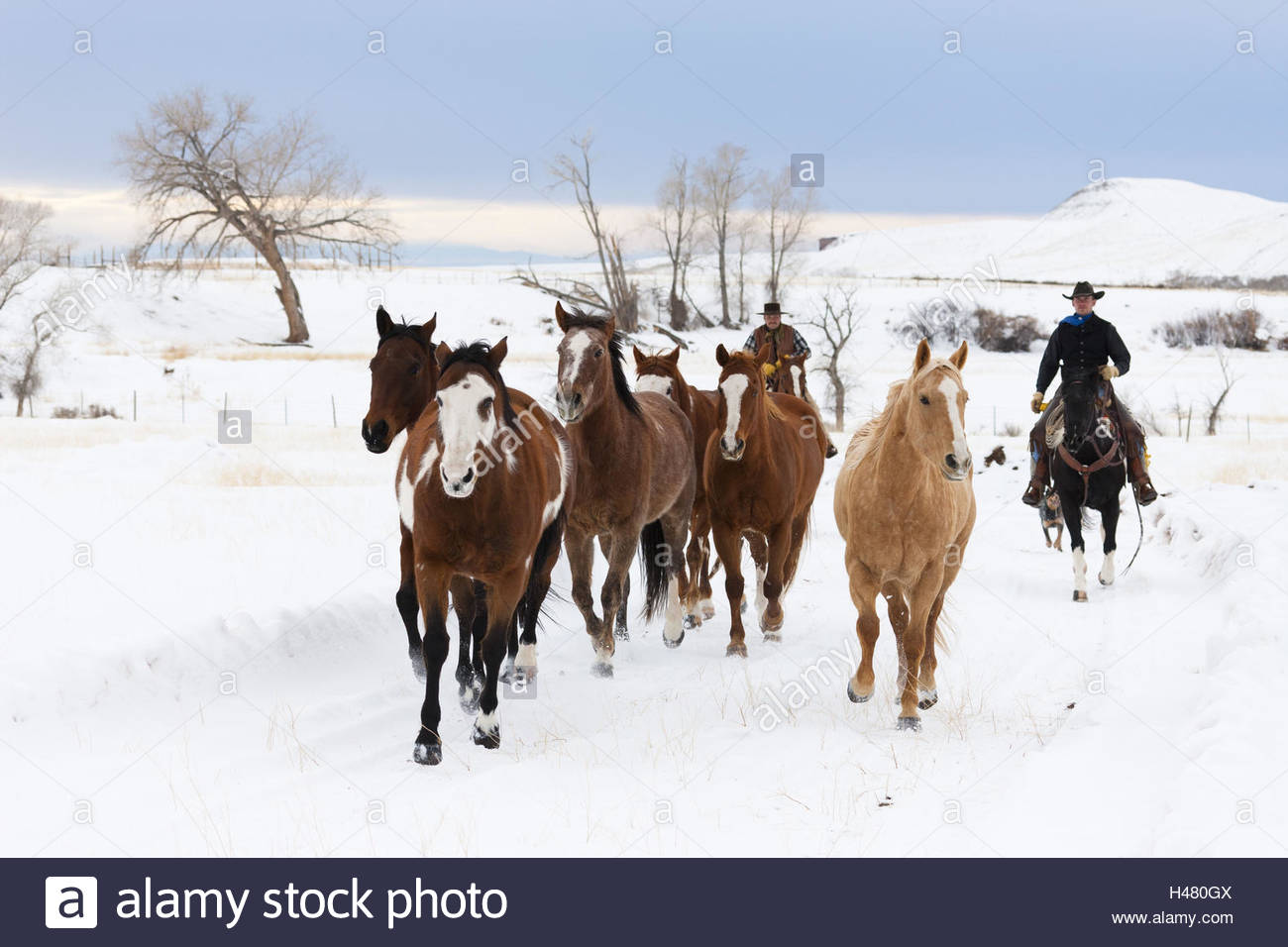 Cowboy Driving Horses Stock Photos & Cowboy Driving Horses Stock Images ...