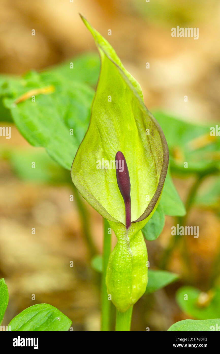 wild arum (Arum maculatum) flower growing in hedgerow, Norfolk, England ...