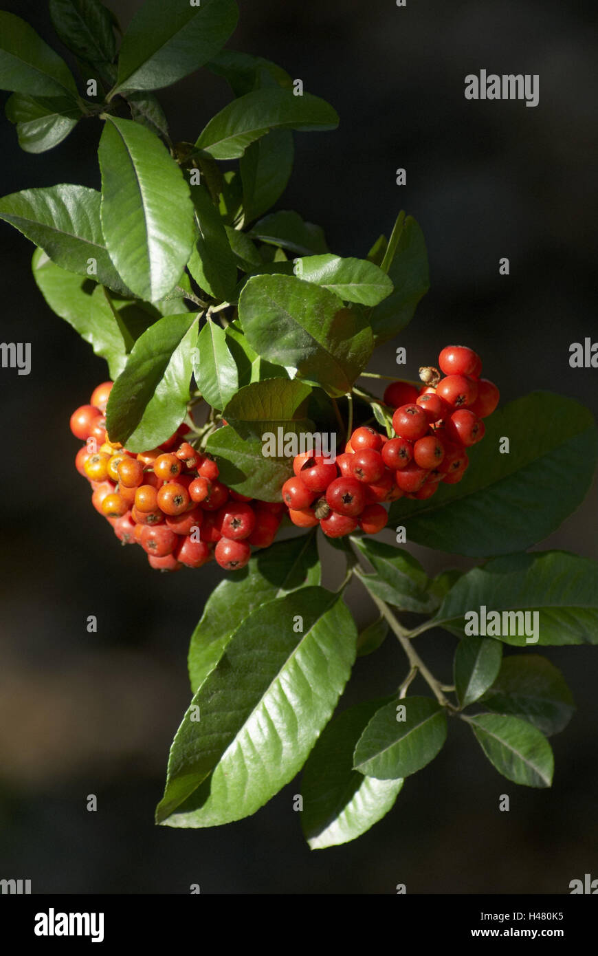 Rowanberry, Sorbus aucuparia, branch, leaves, berries Stock Photo - Alamy