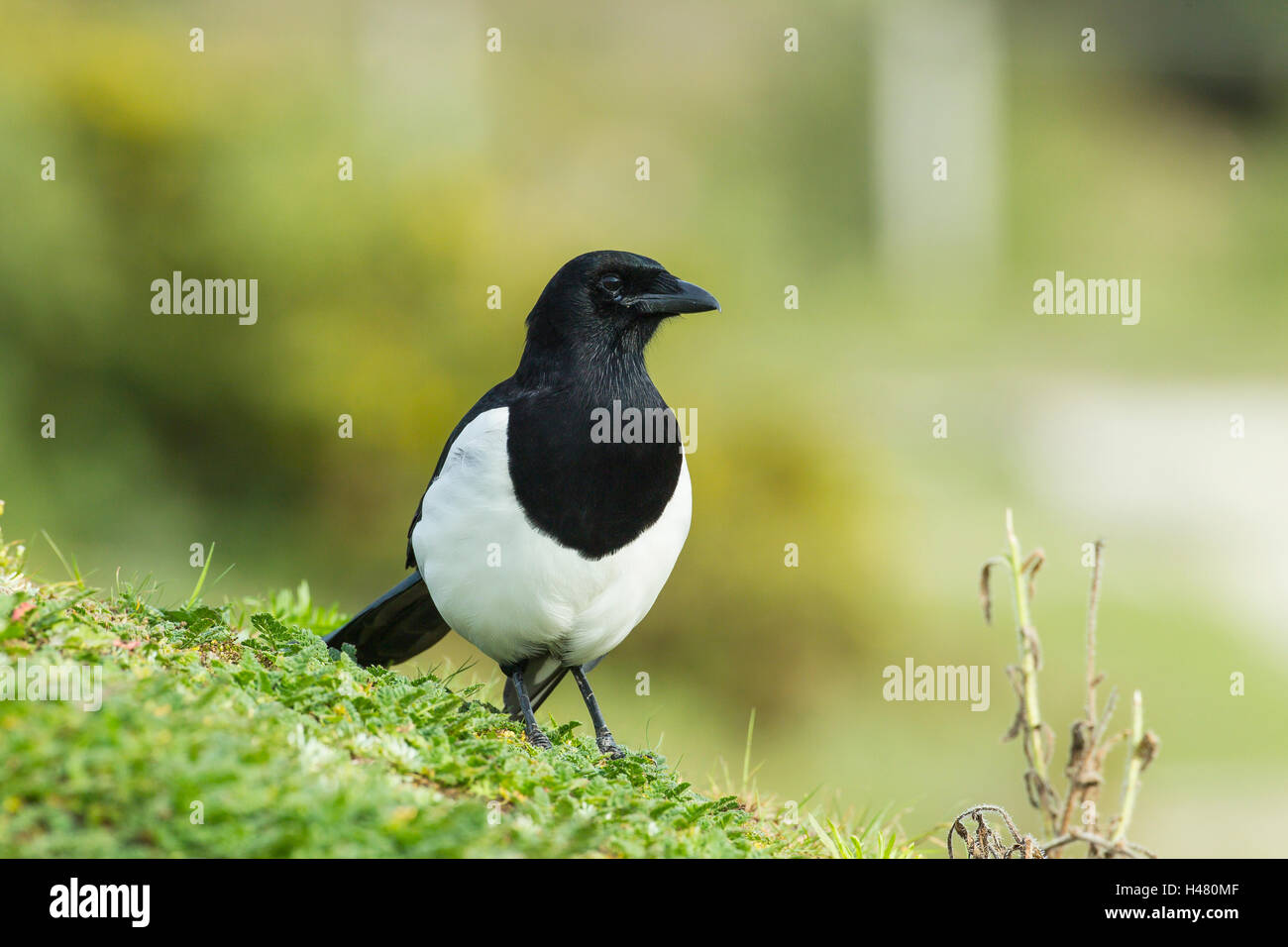 European magpie (Pica pica) adult perched on ground, England, UK Stock ...