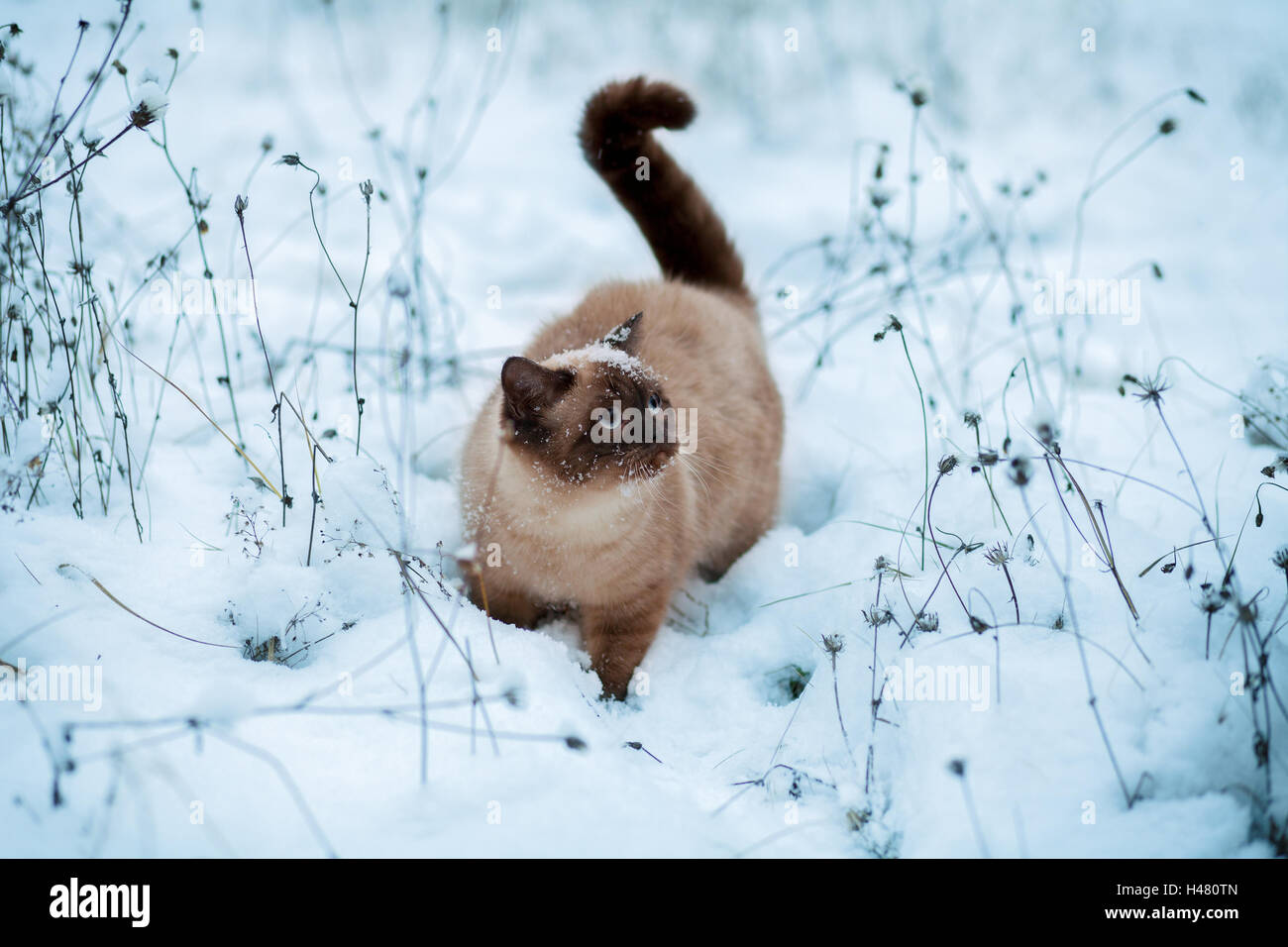 Cute siamese cat walking in snow Stock Photo - Alamy