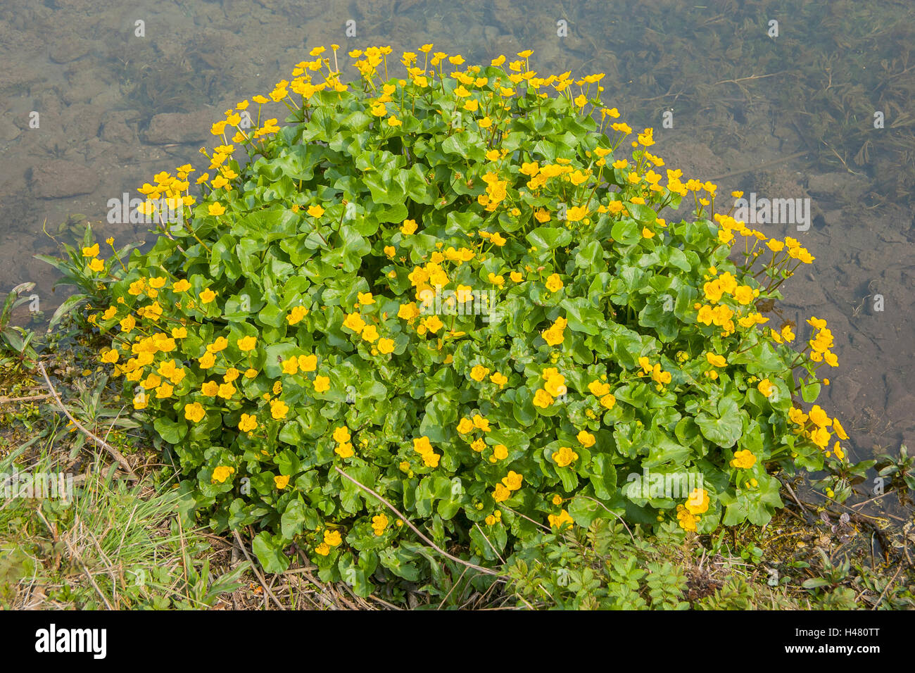 marsh marigold (Caltha palustris) flowers growing in wetland, marsh in ...