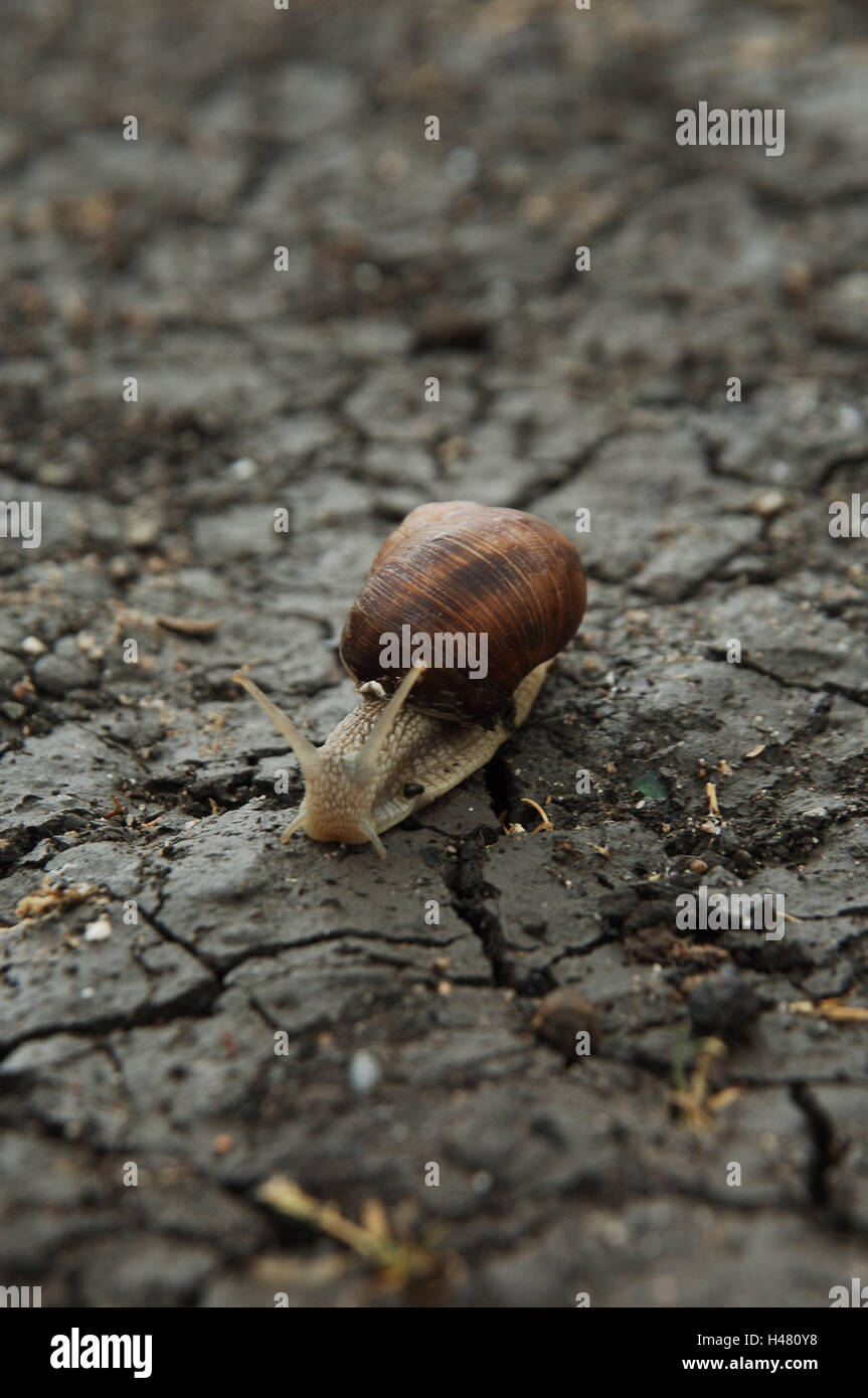 Mucky floor, edible snail, surface the earth, dry fissures, animal ...